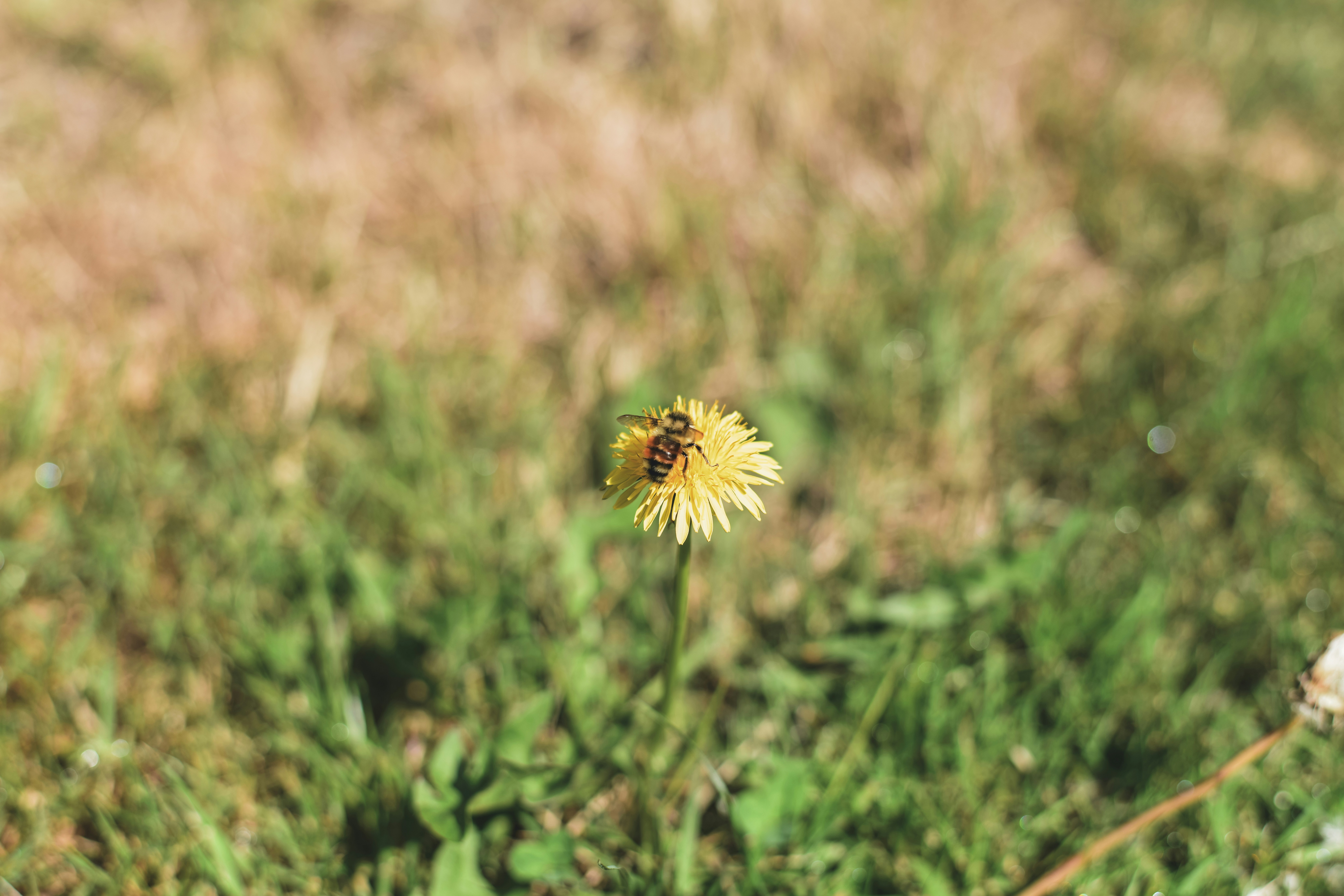 A Lone Dandelion Bloom in Quiet Grassland
