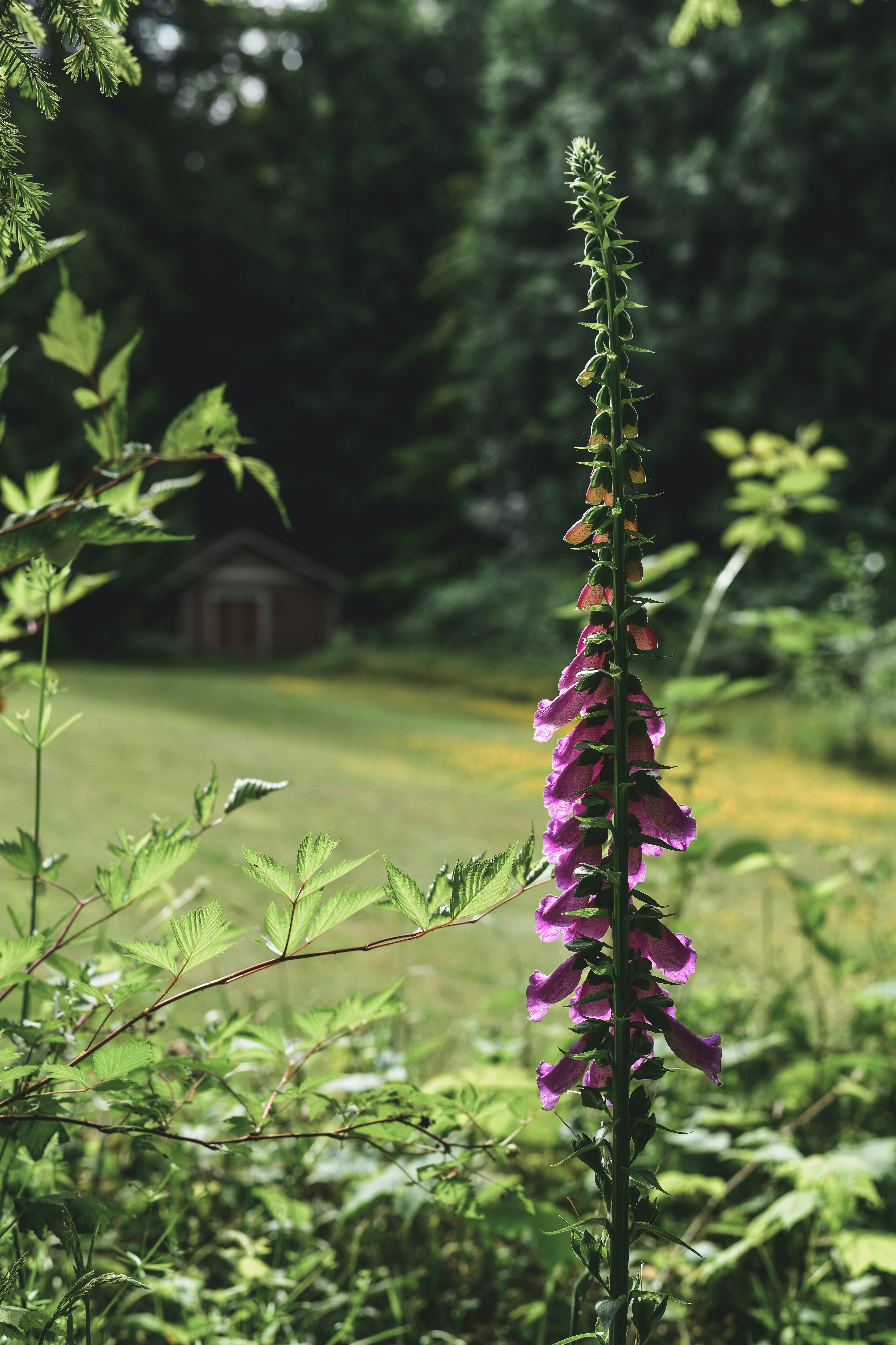 Purple Spike: A Solitary Foxglove Reaches for the Sun