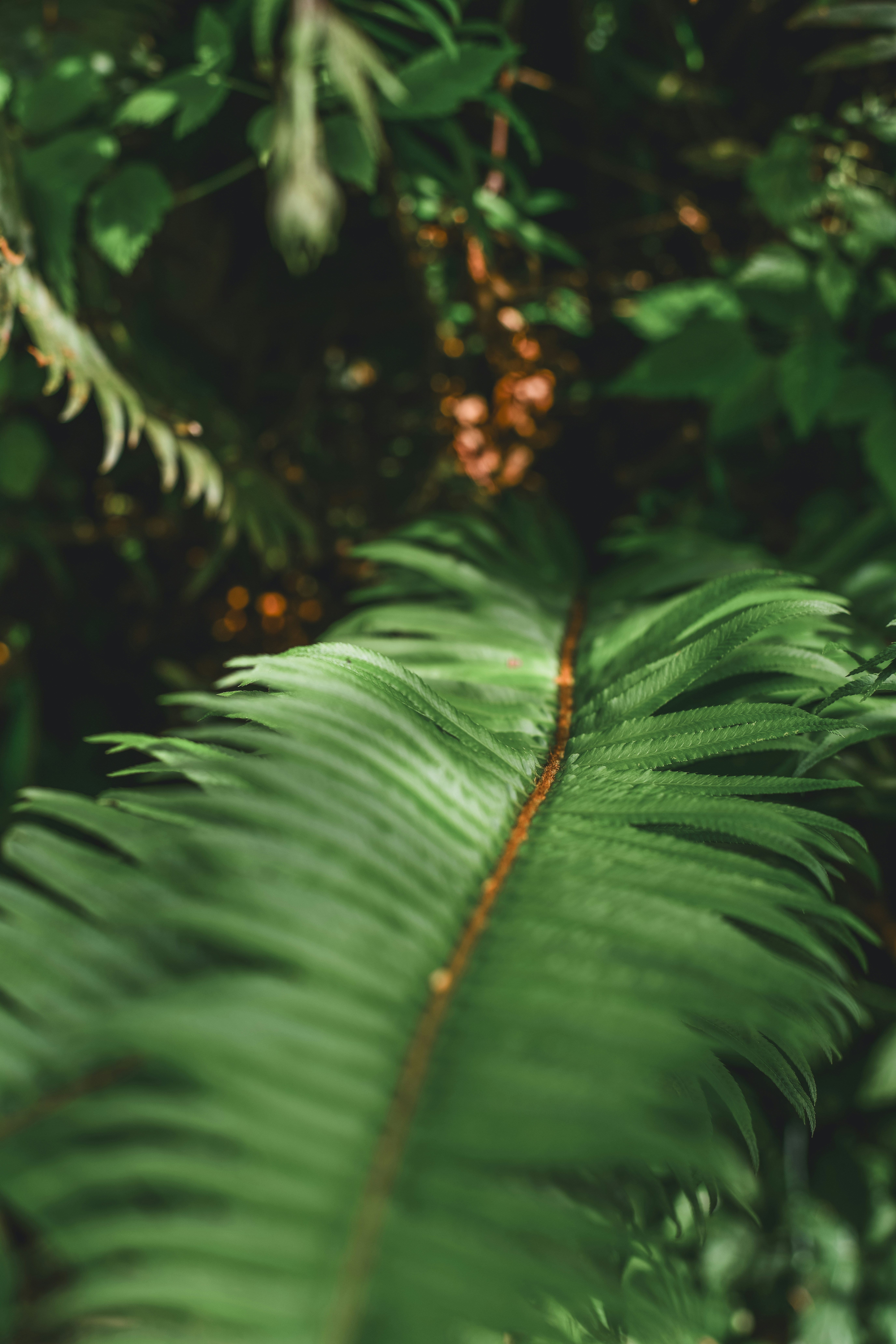 A single fern frond cuts a verdant path through shadowed jungle