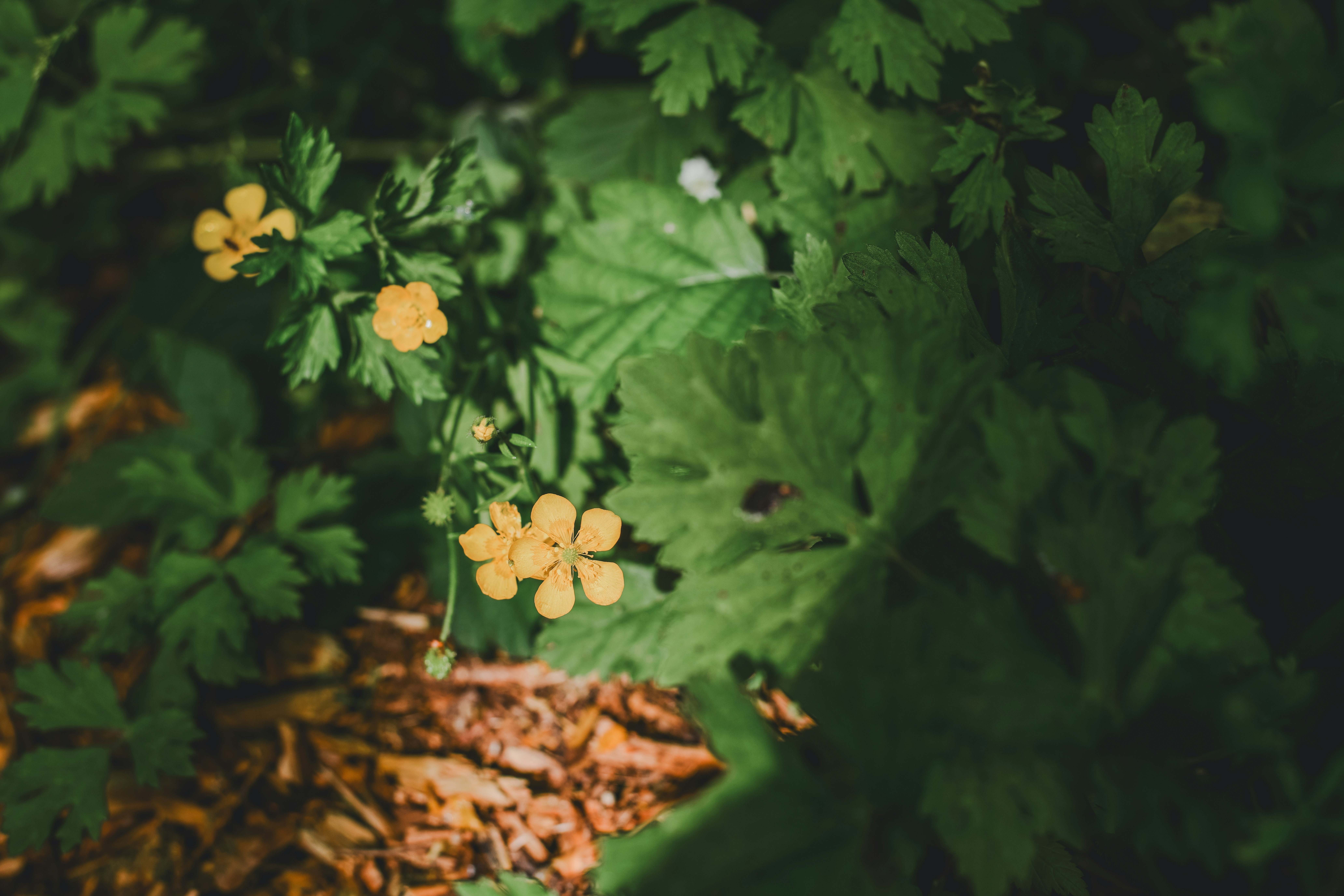 Gold Five-Pold Primrose in a Shaded Ledge