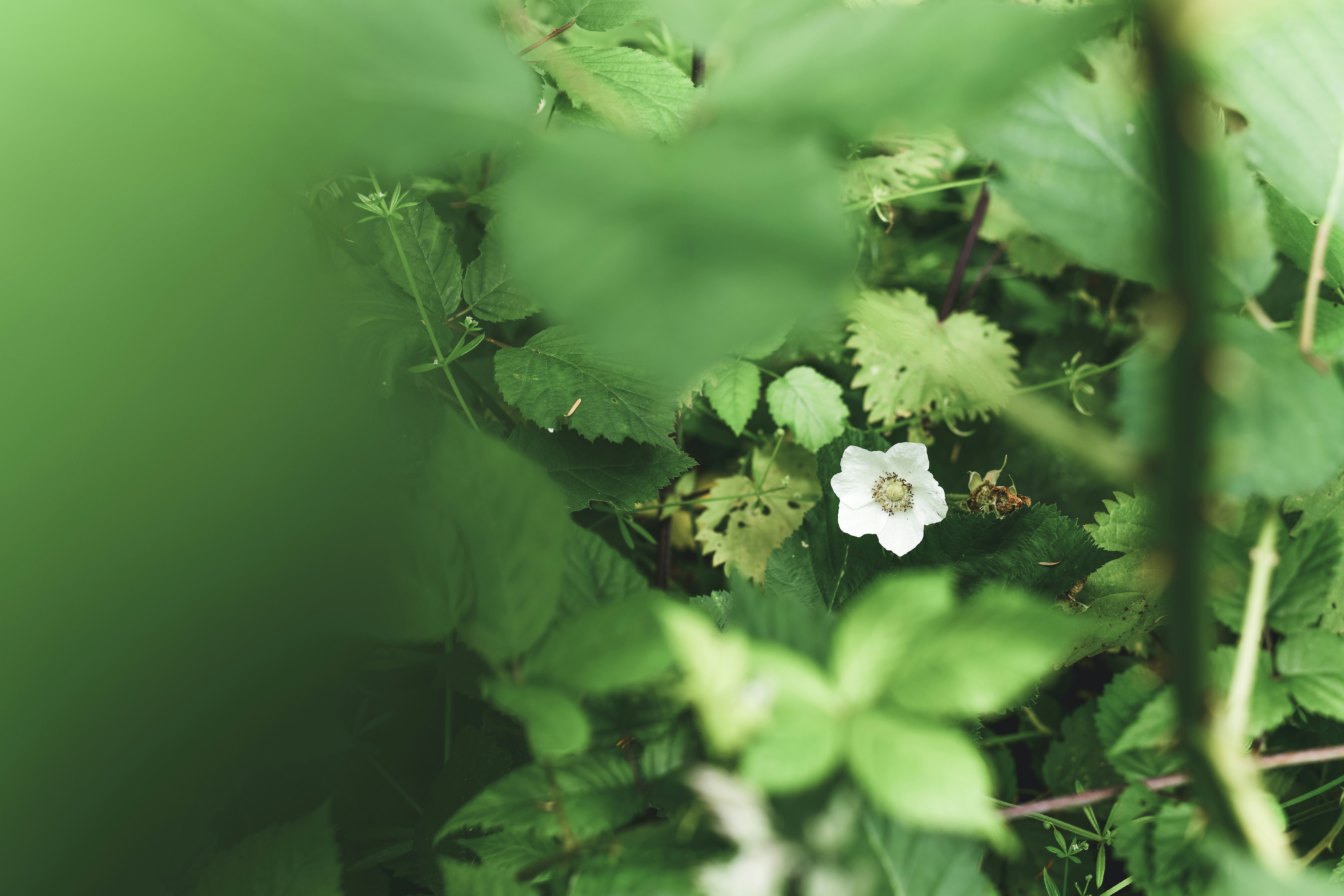 White Flower in a Sea of Green