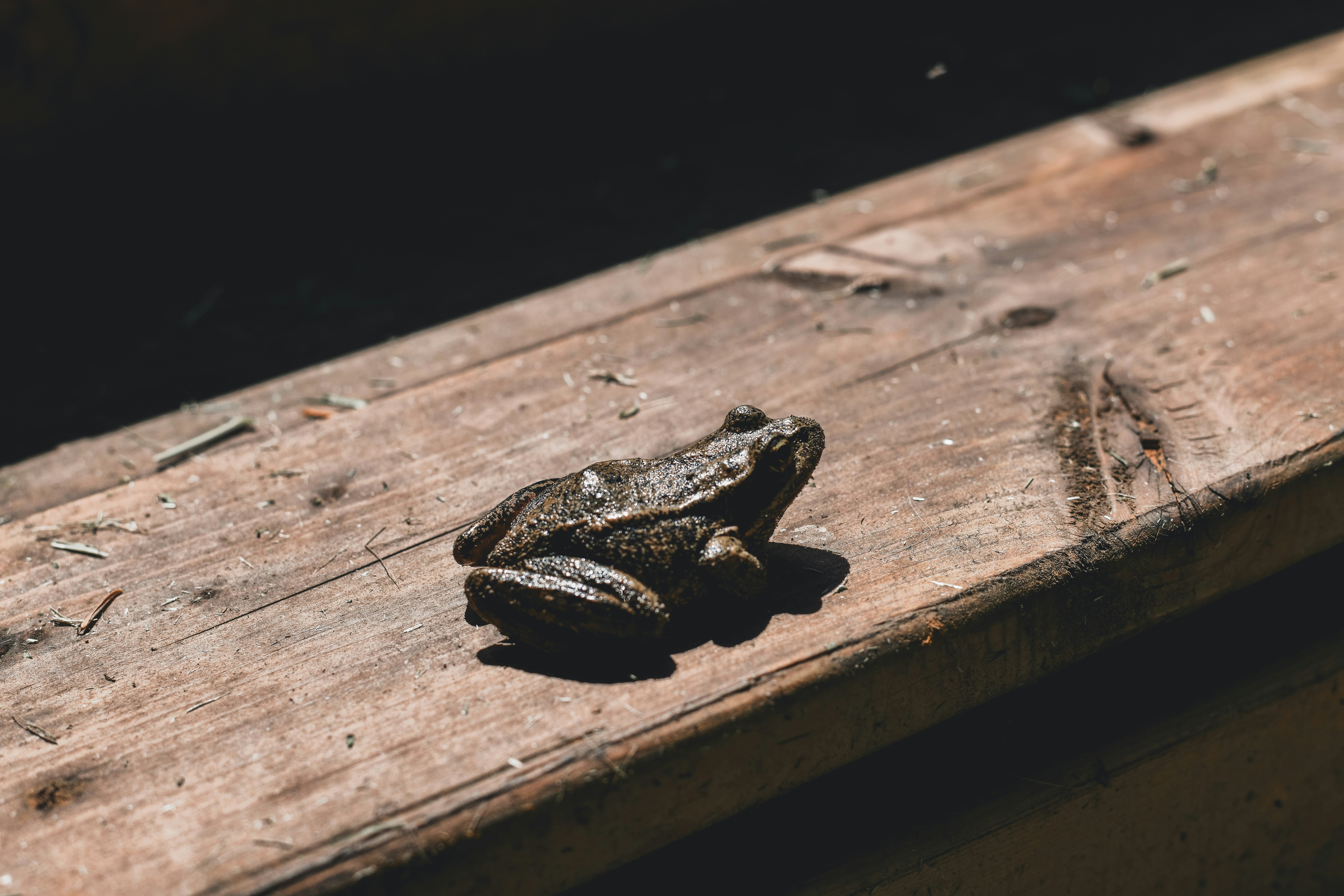 Weathered Amphibian on a Rustic Dock