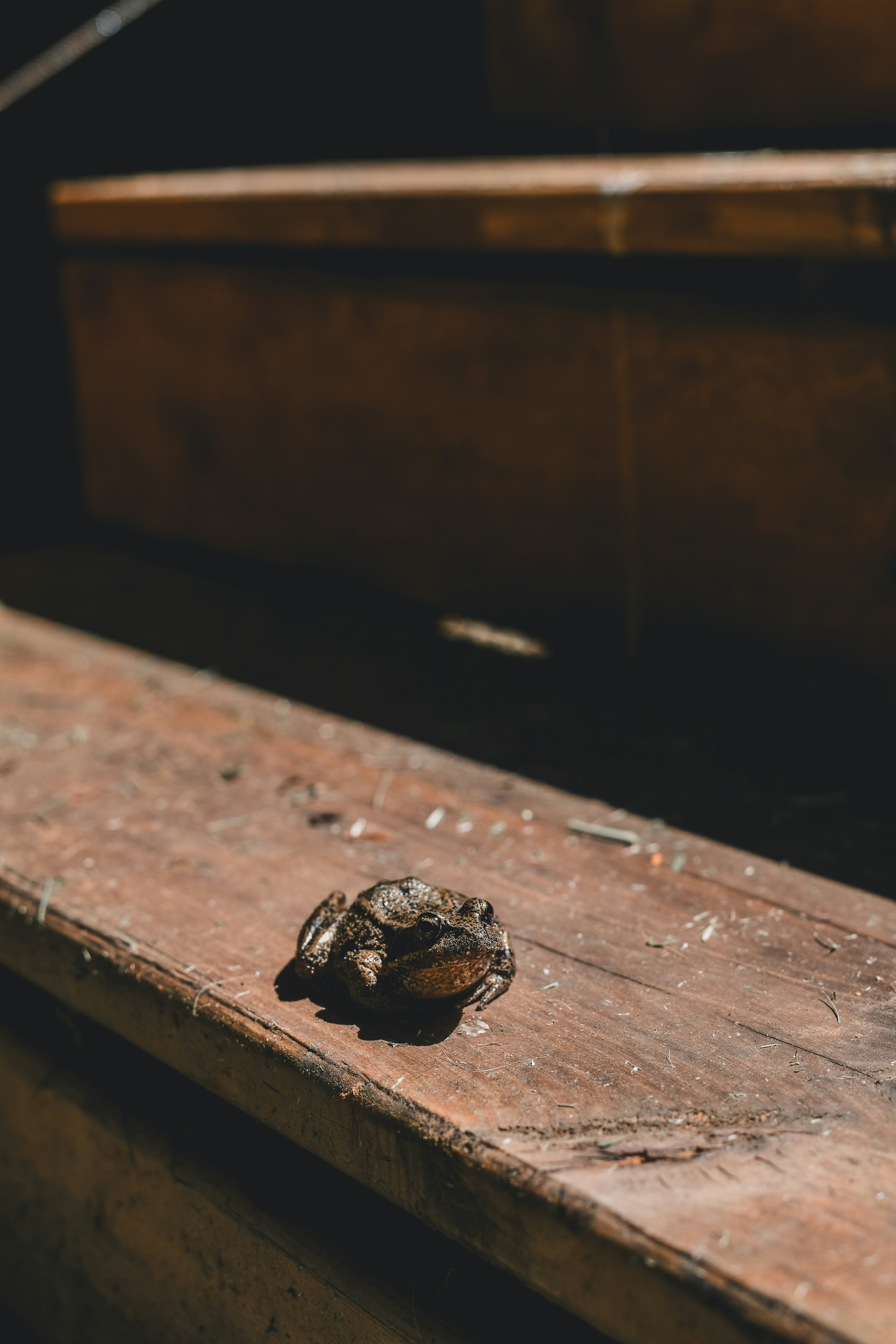 Boot of Darkness: A Cracked Frog on Weathered Wood