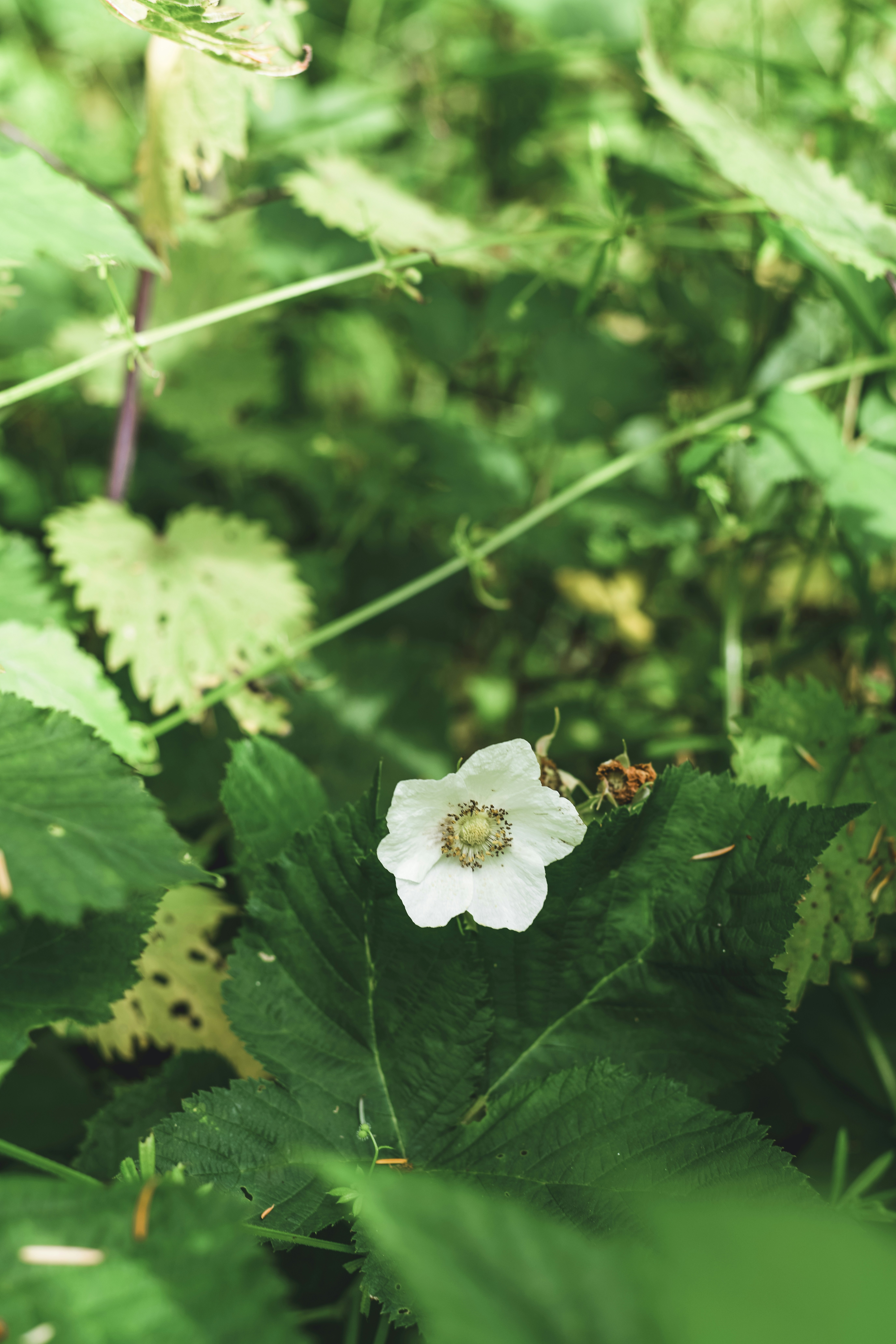 White Blossom Amid Green Curtain