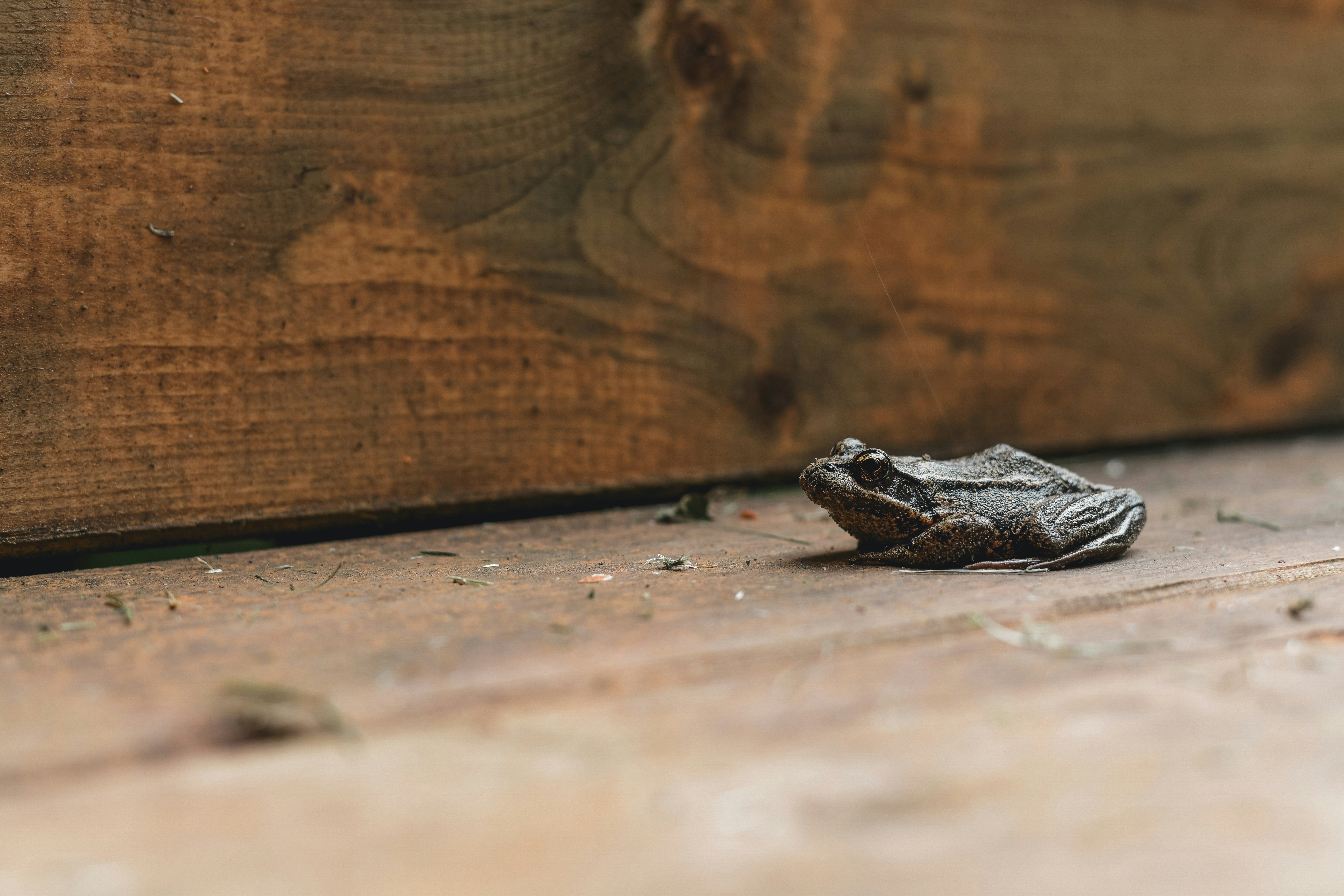 Tiny Amphibian Amid Weathered Wood