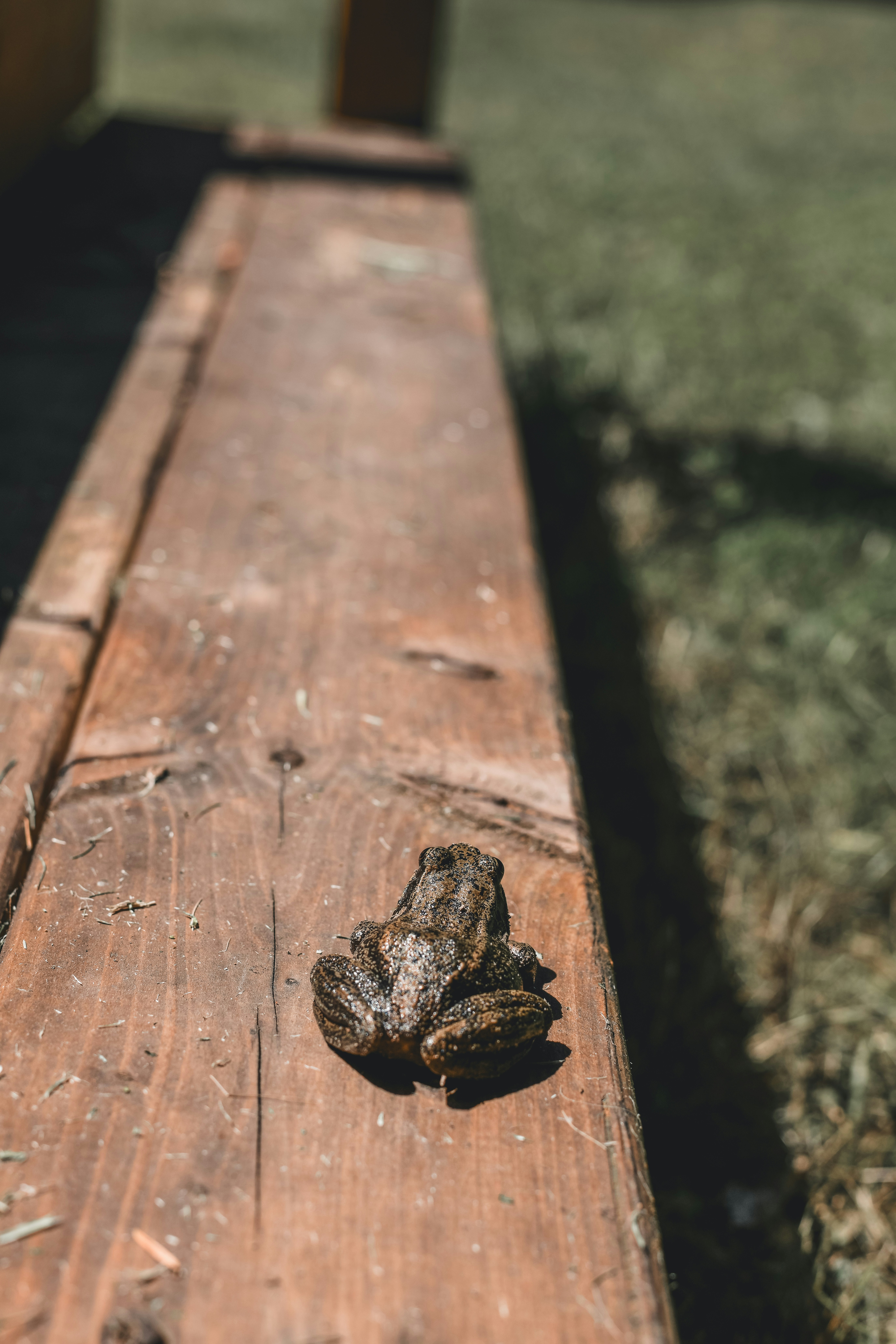 A solitary pinecone rests on weathered timber, fading into a sunlit background