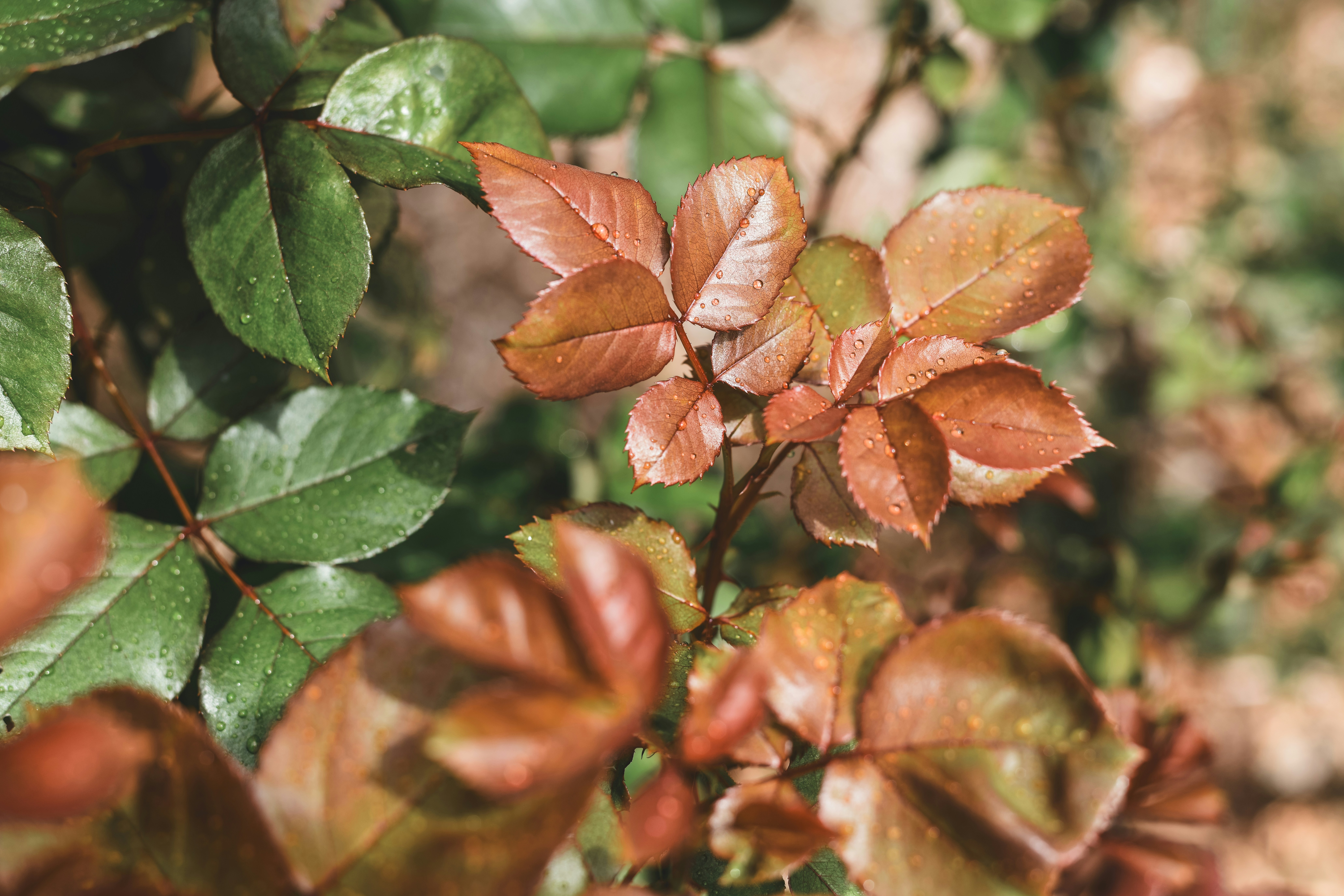 Autumnal Rose Leaves in Soft Focus Light