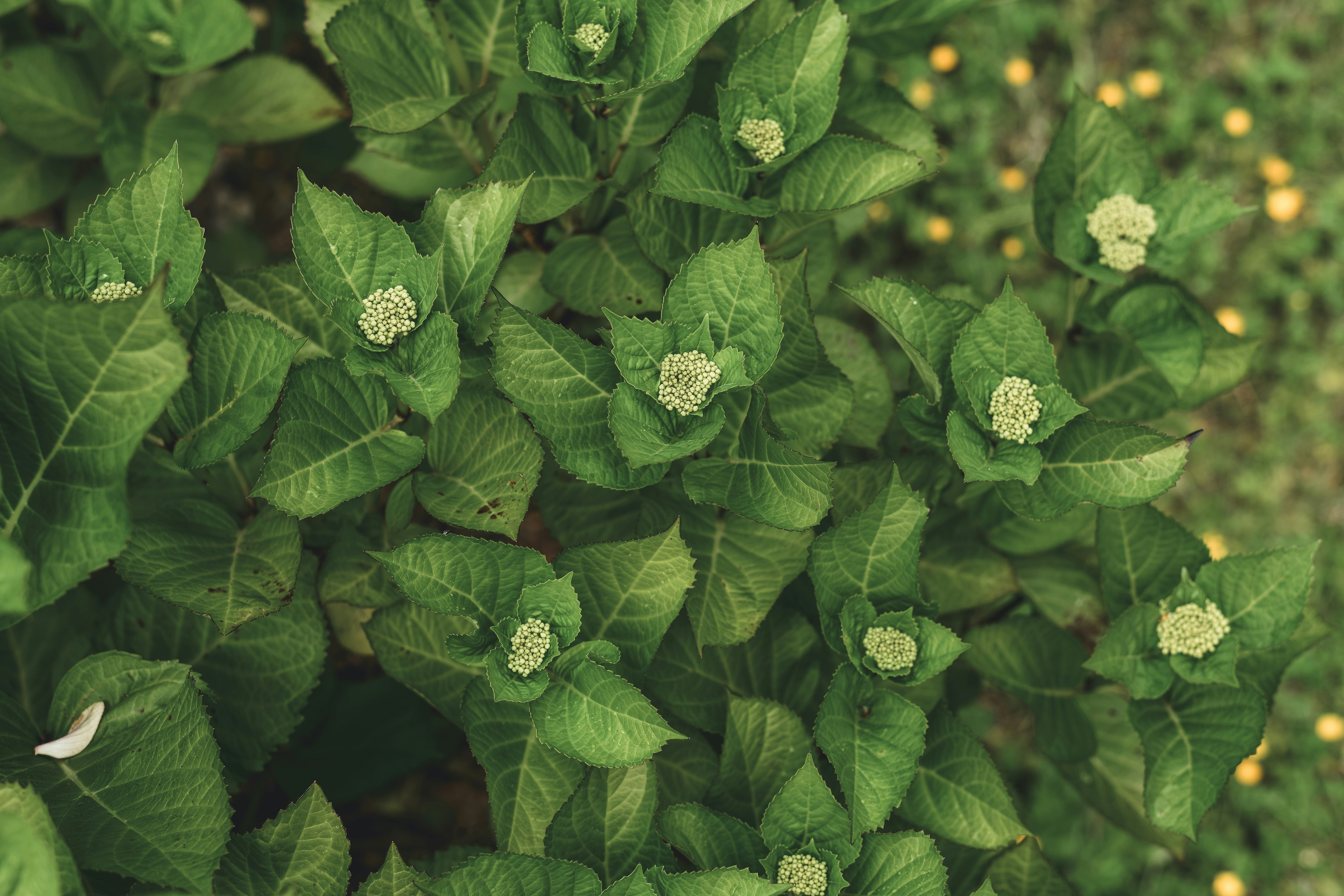 Close-Quarters in a Hydrangea Patch: emerald leaves and pale flower clusters