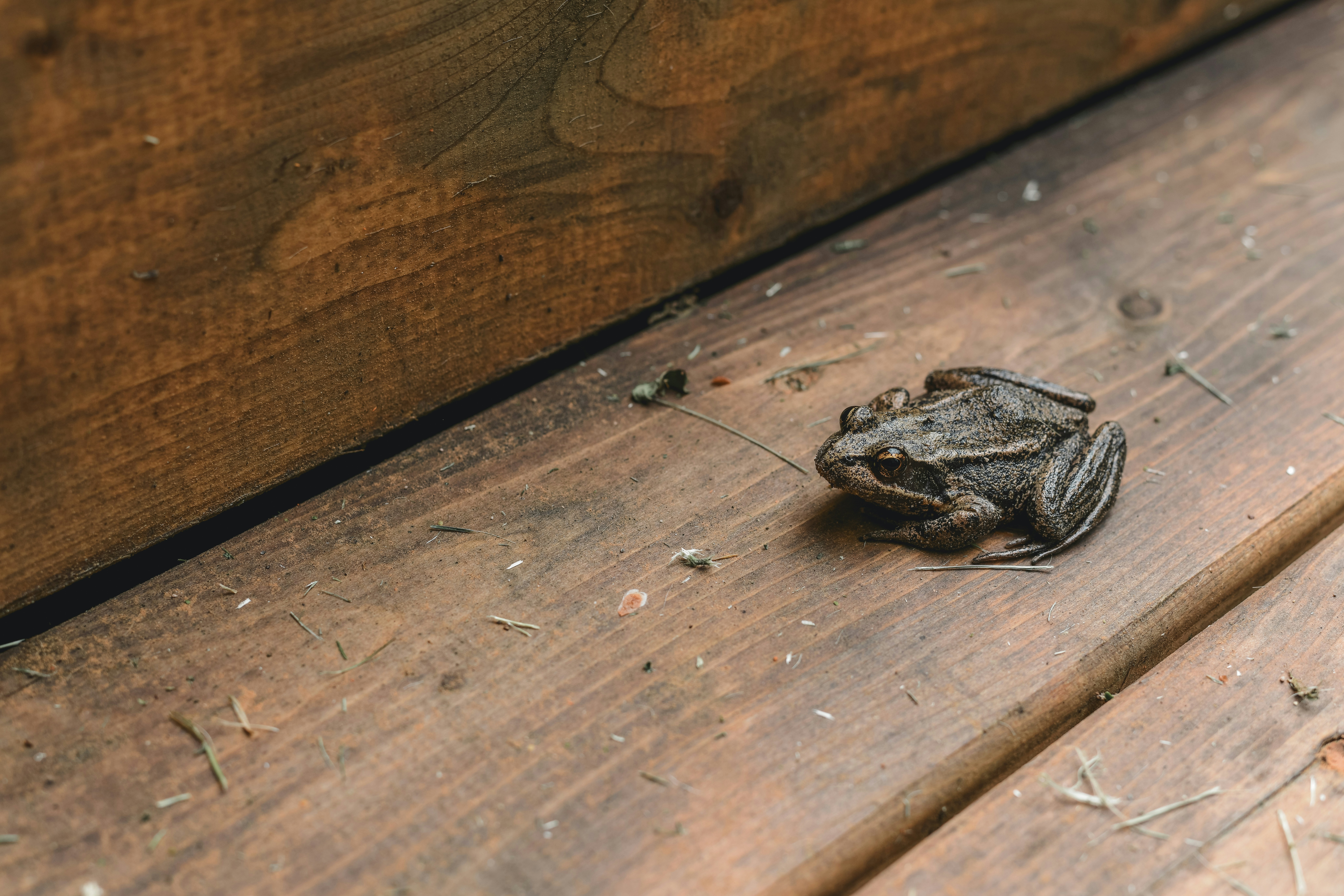 Wary Common Frog on weathered wooden steps
