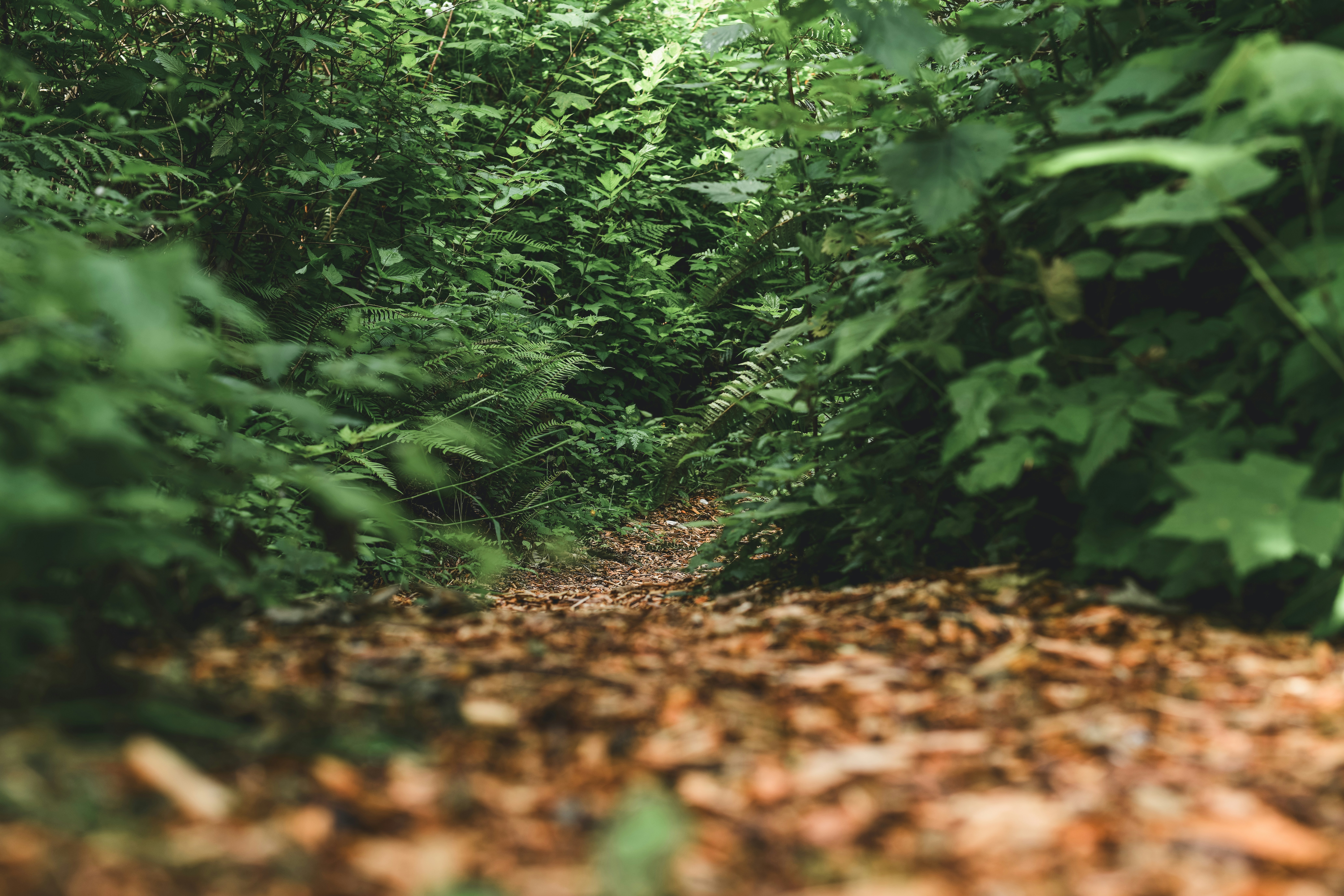 Emerald Corridor: A Leaf-Strewn Path Through the Quiet Forest