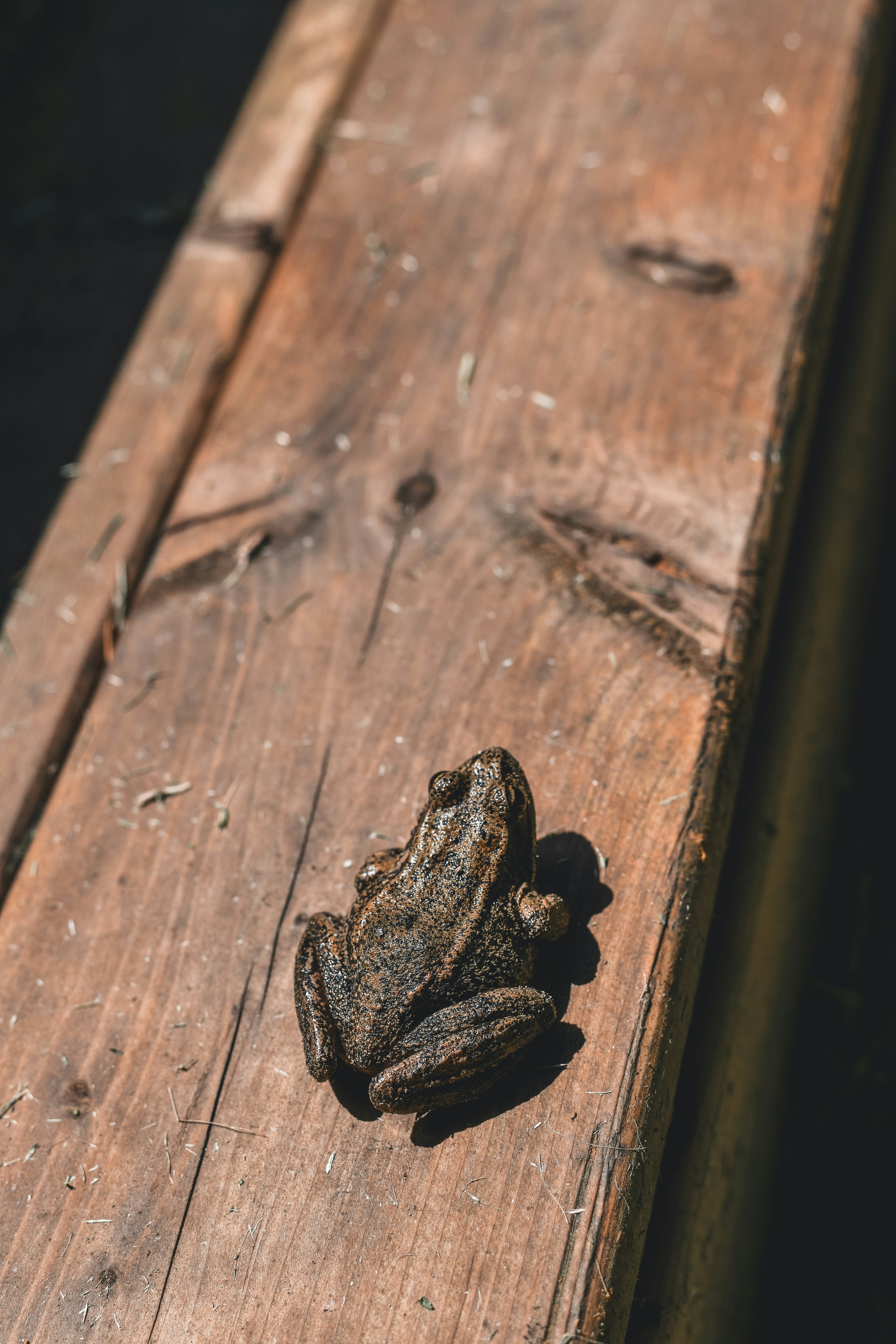 Weathered Amphibian on a Wooden Pier