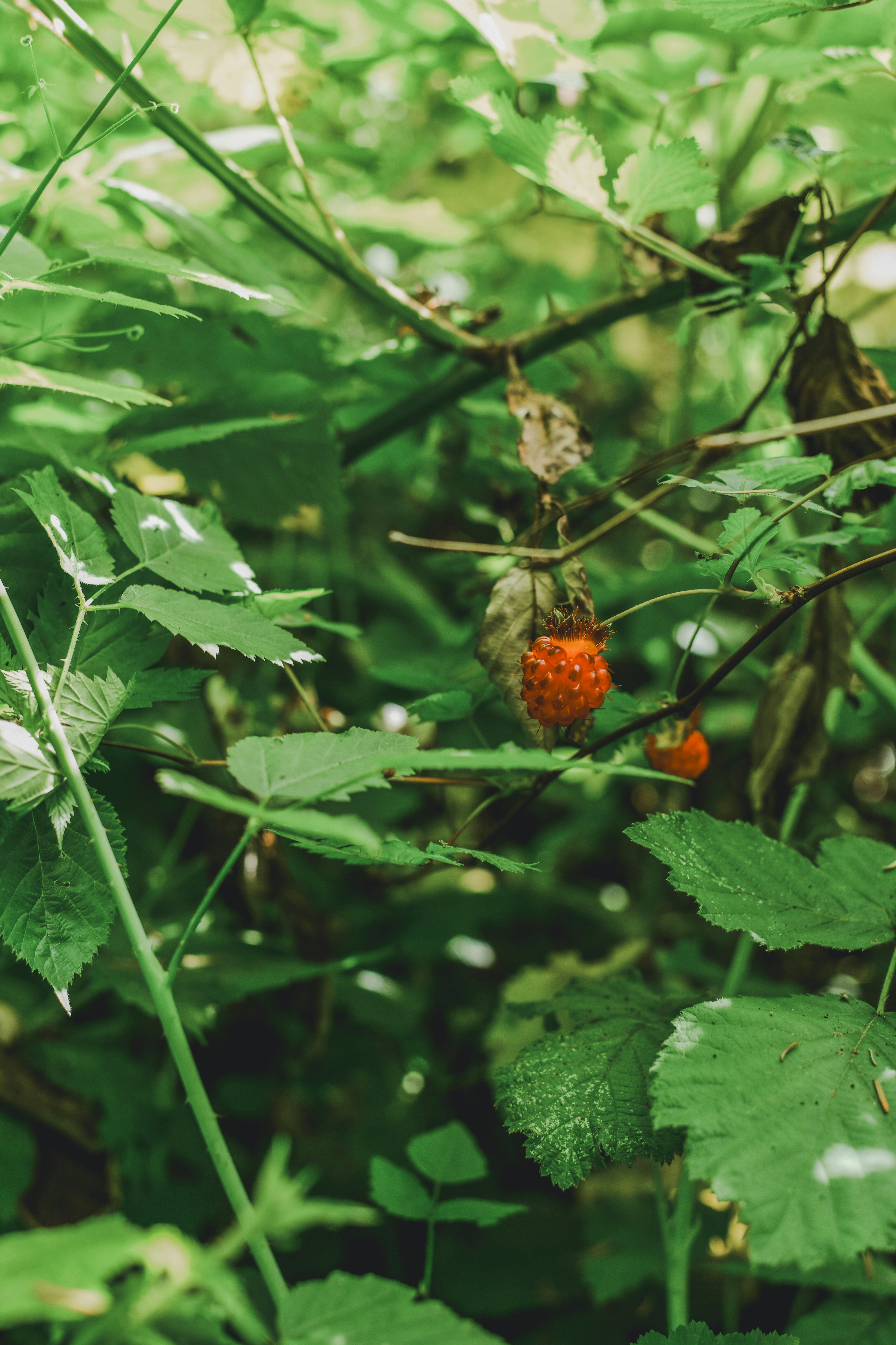 Red Berry Amid Green Tangle