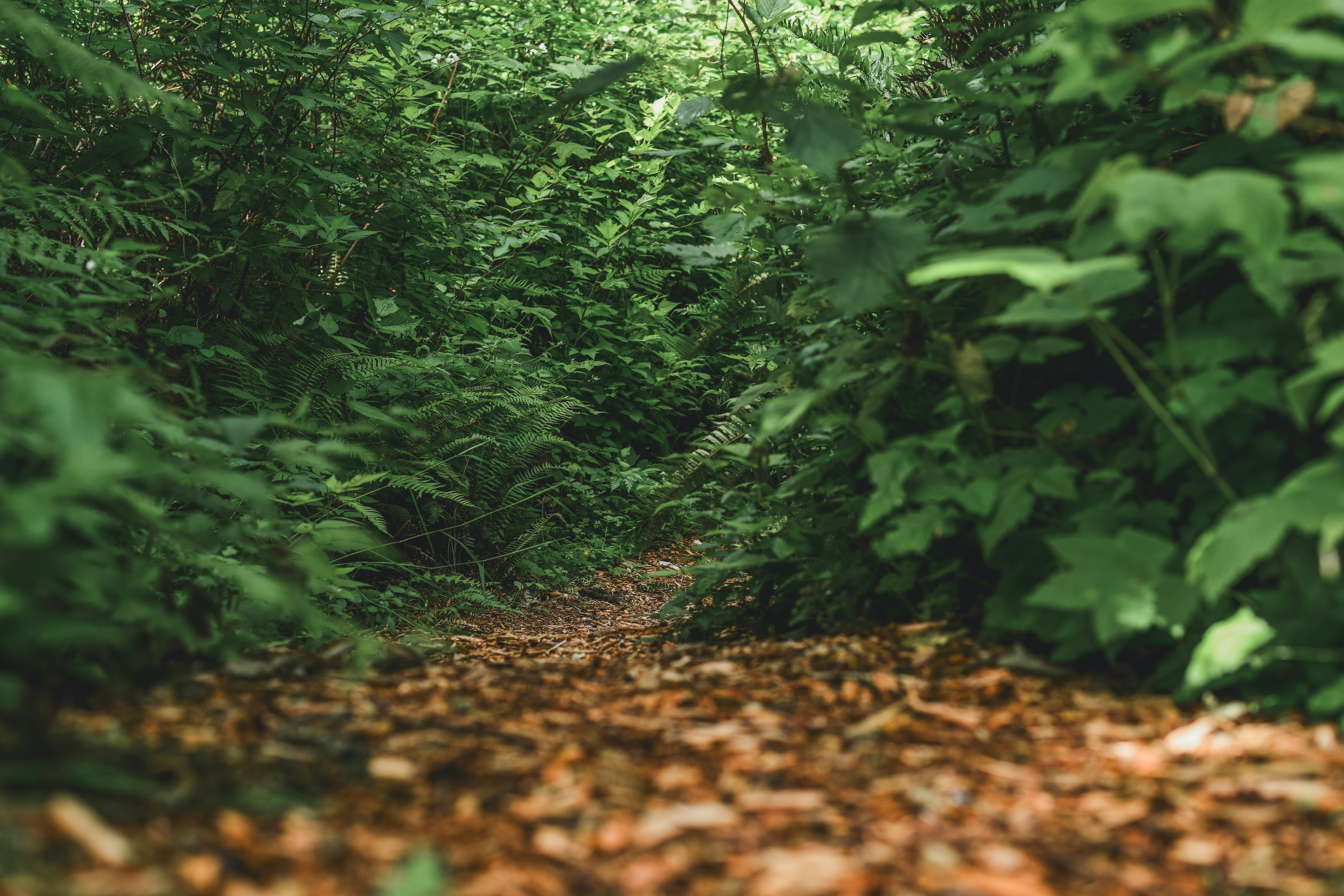 Through the Leaf-Littered Path