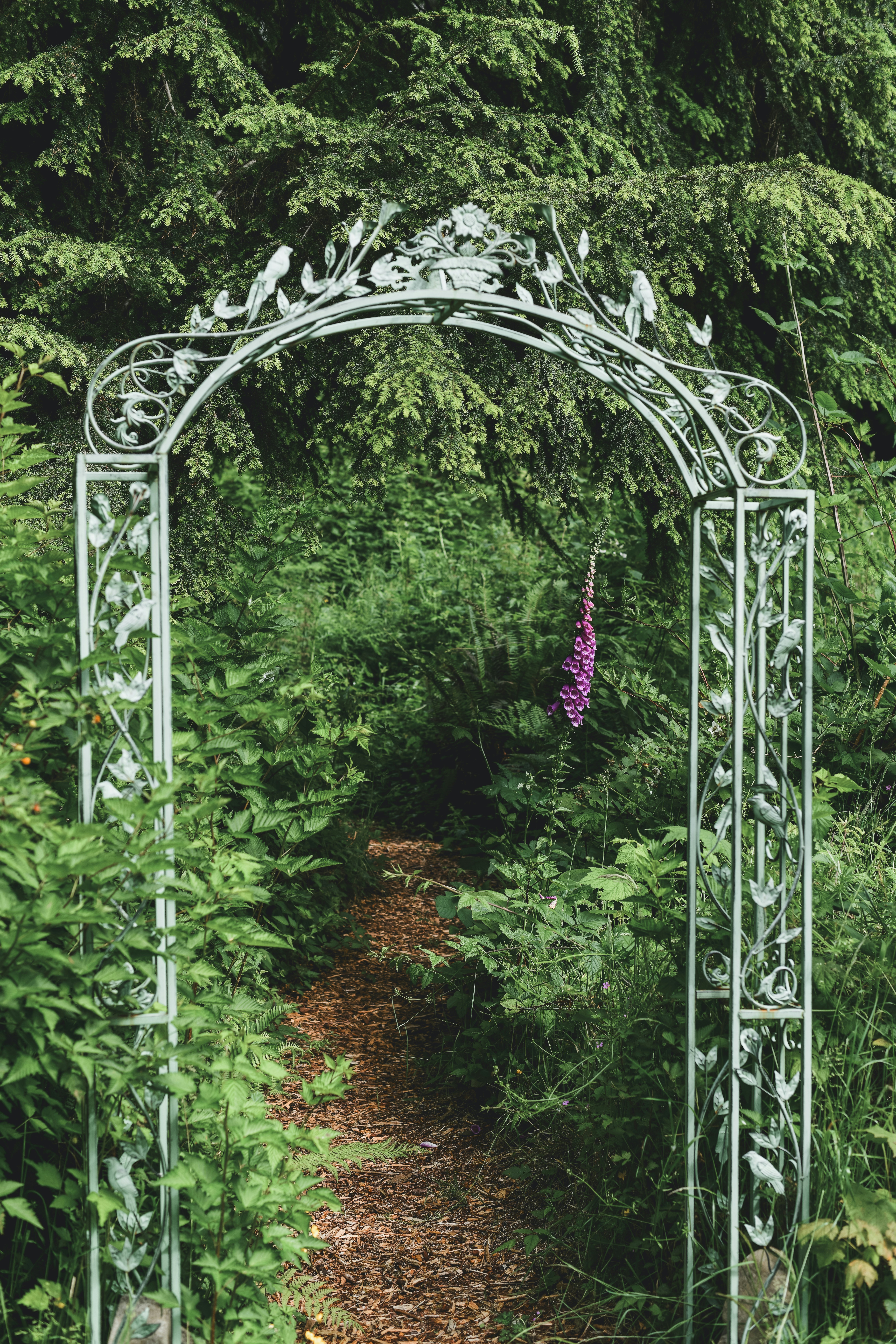 Garden Gate to Green Whisper: An Iron Arch Framed by Verdant Forest