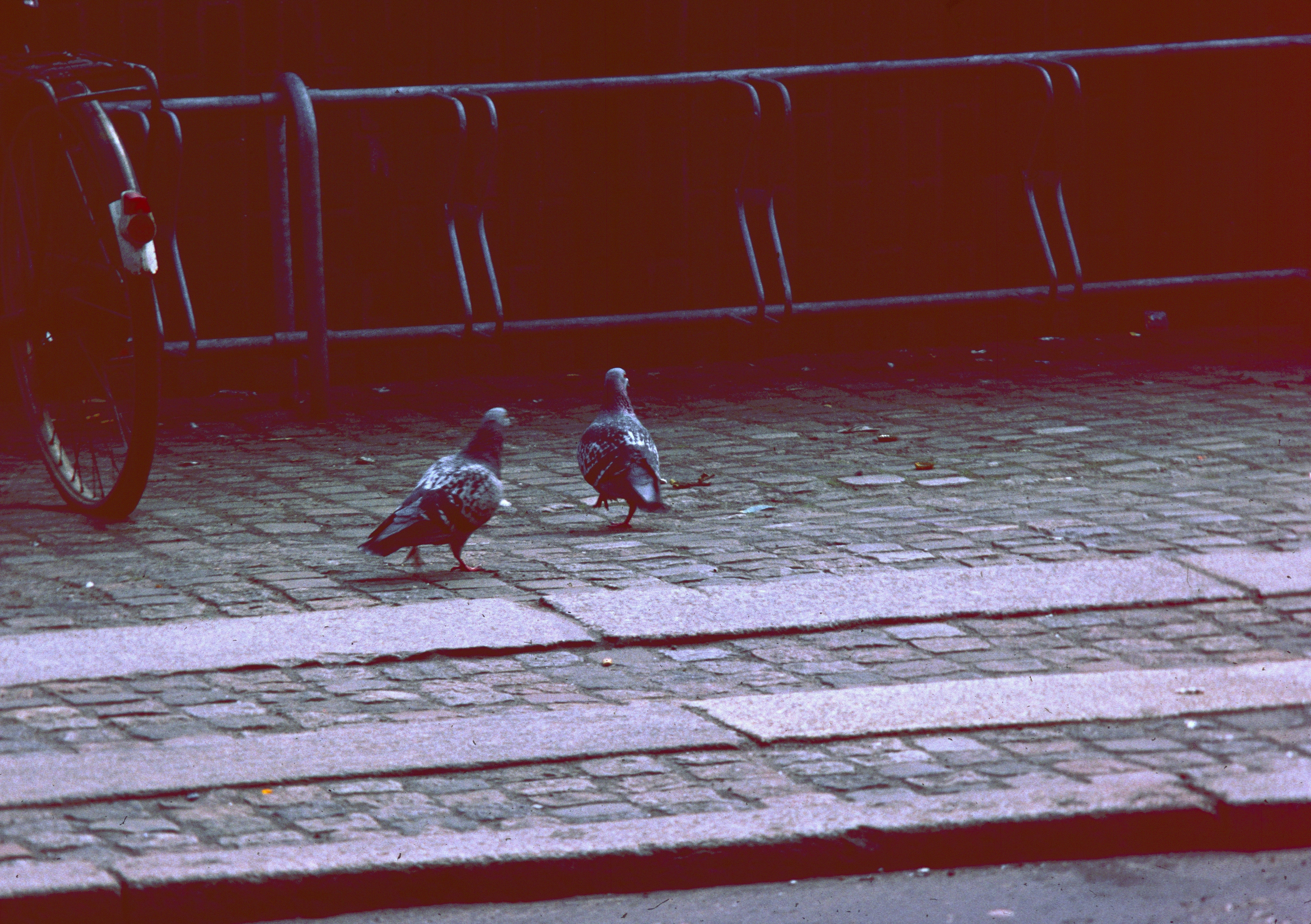 A pair of pigeons on Gammeltorv in the late 1970s. Gammeltorv is the oldest square in Copenhagen, located in the heart of the medieval city.