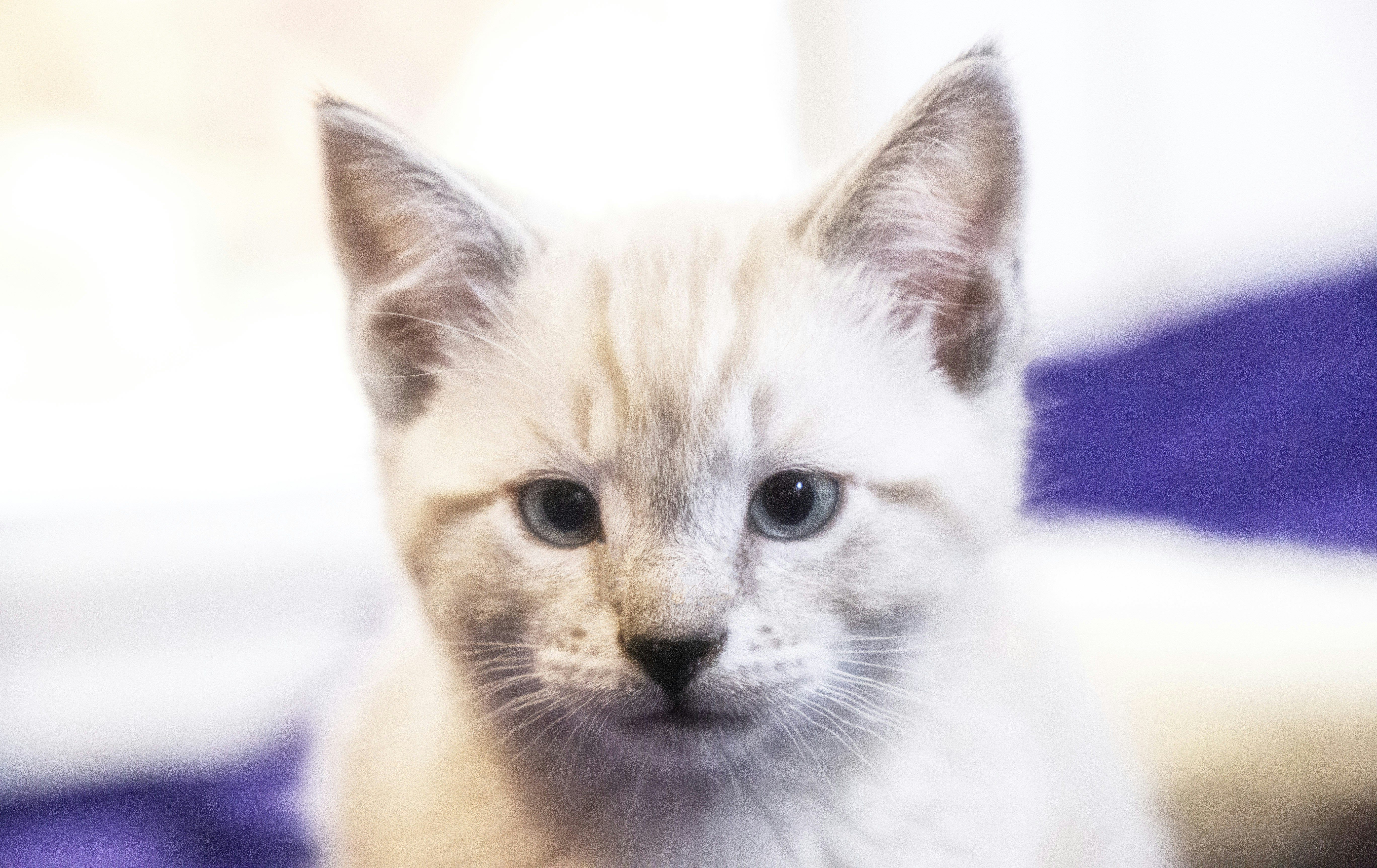 Soft gaze: a curious kitten in warm light