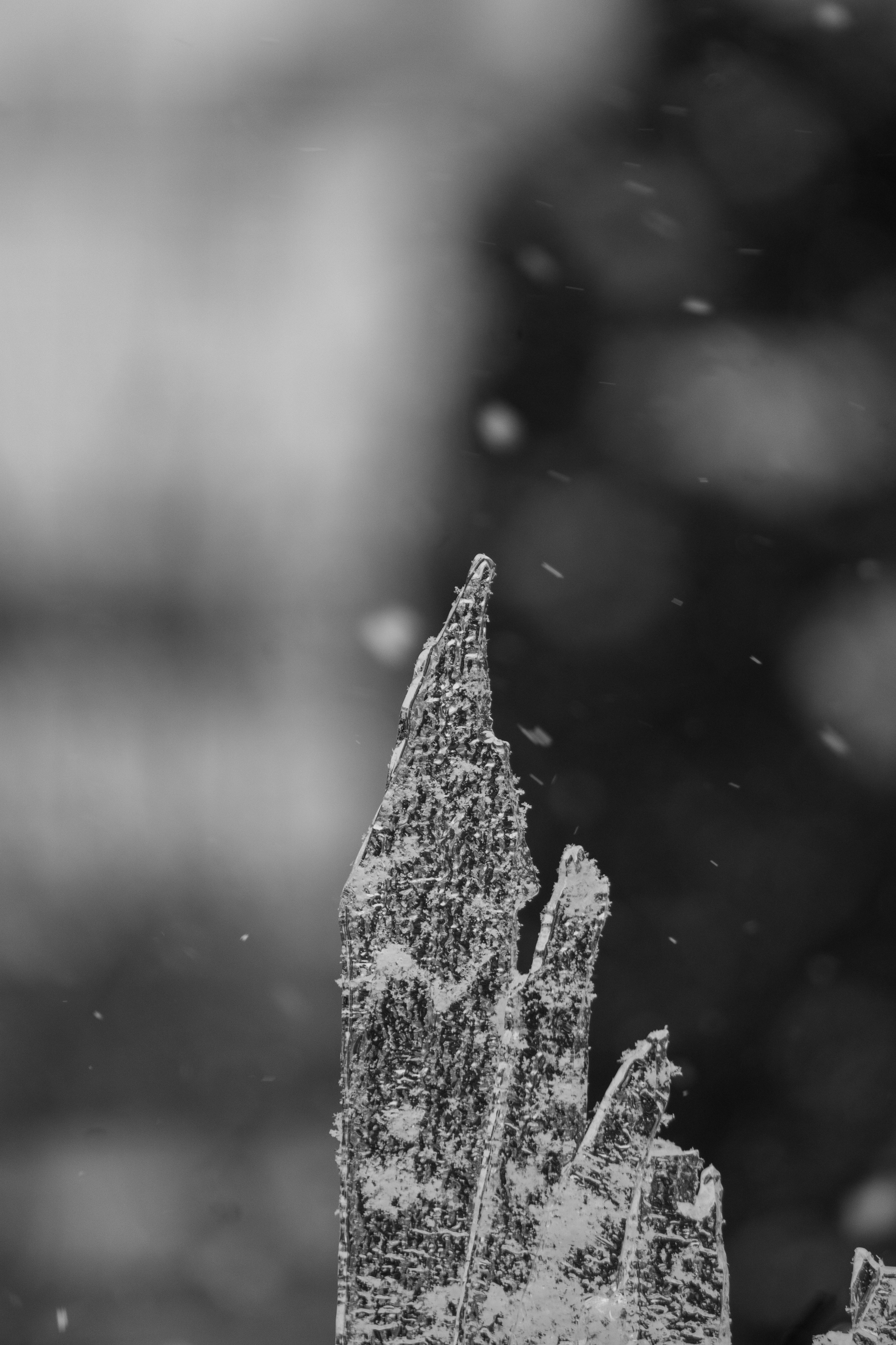 Icebound Fragment: A Frosted Twig Pierces Quiet Snowfall