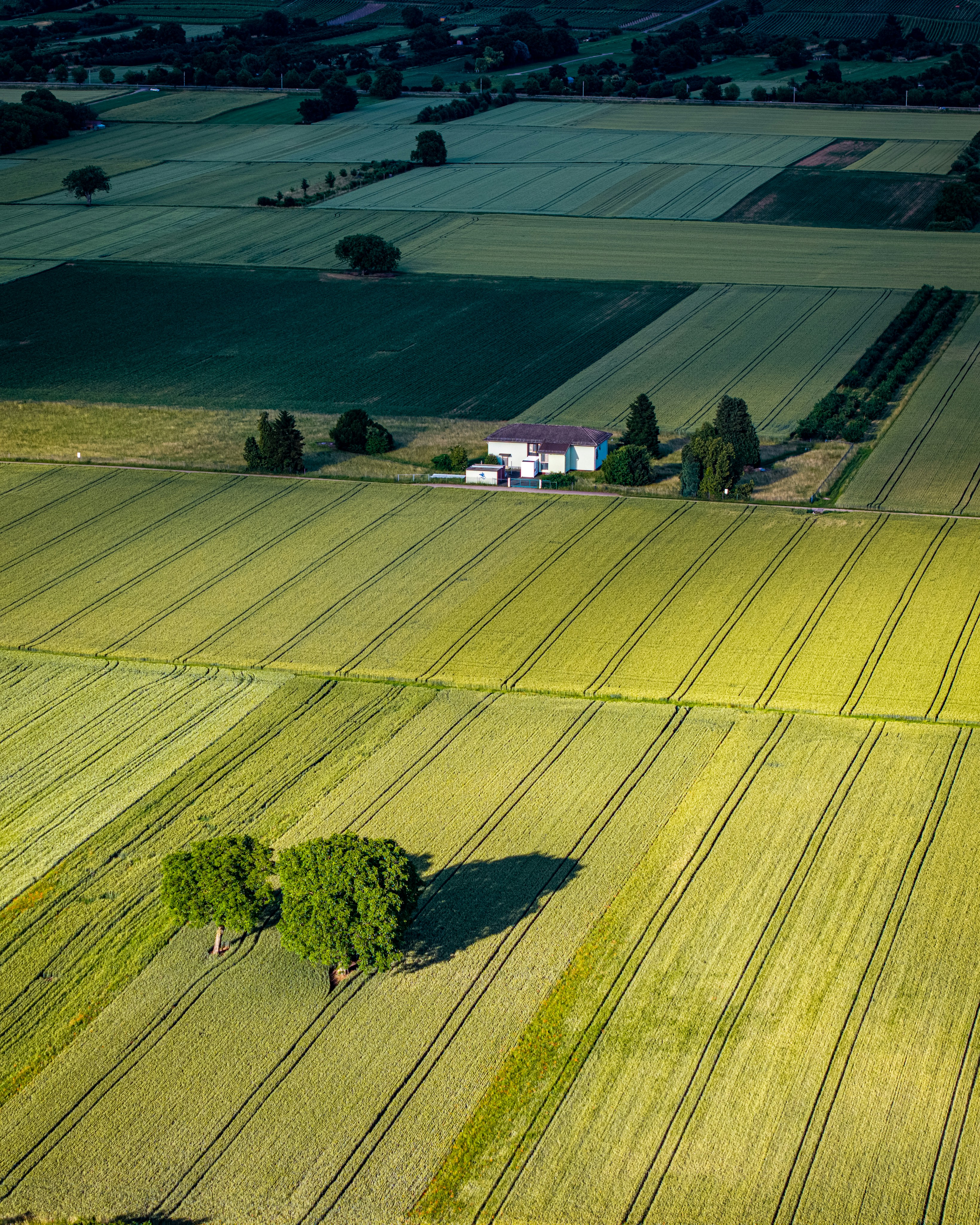 Aerial view of green fields, a house, and trees.