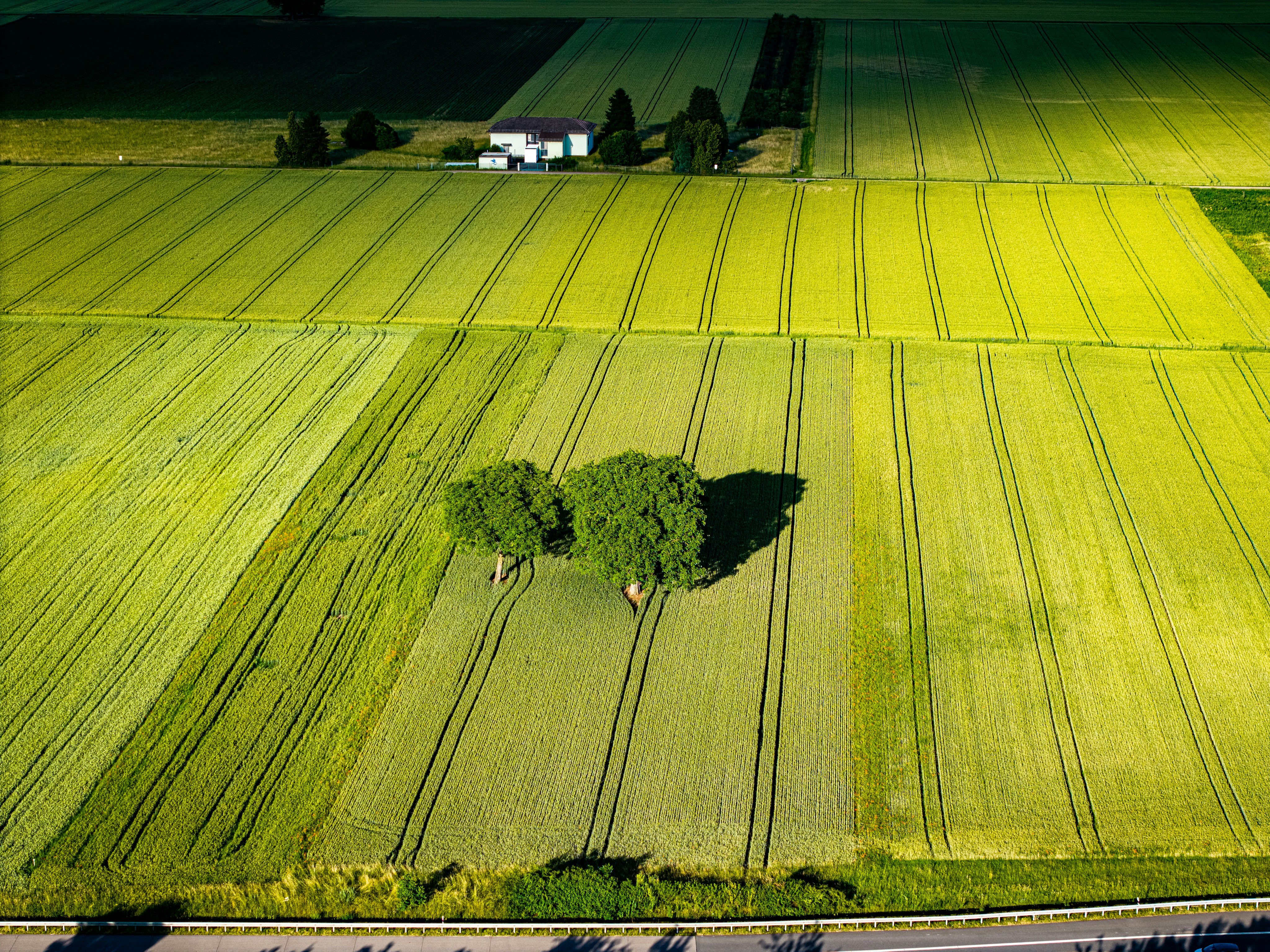 Verdant Patchwork: The Lone Tree Vanguard in a Field Panorama