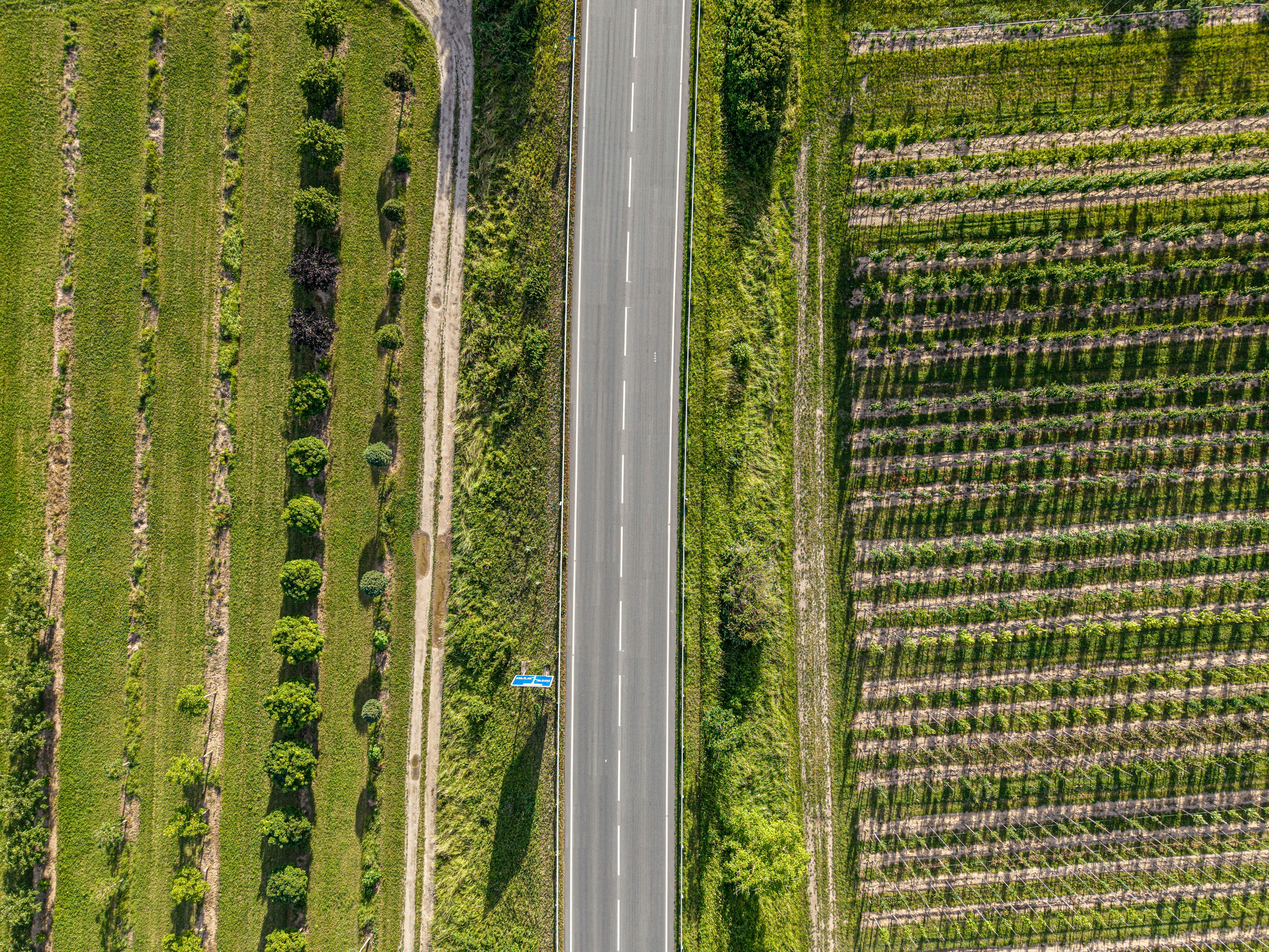 Straight road between green orchard and cultivated rows.