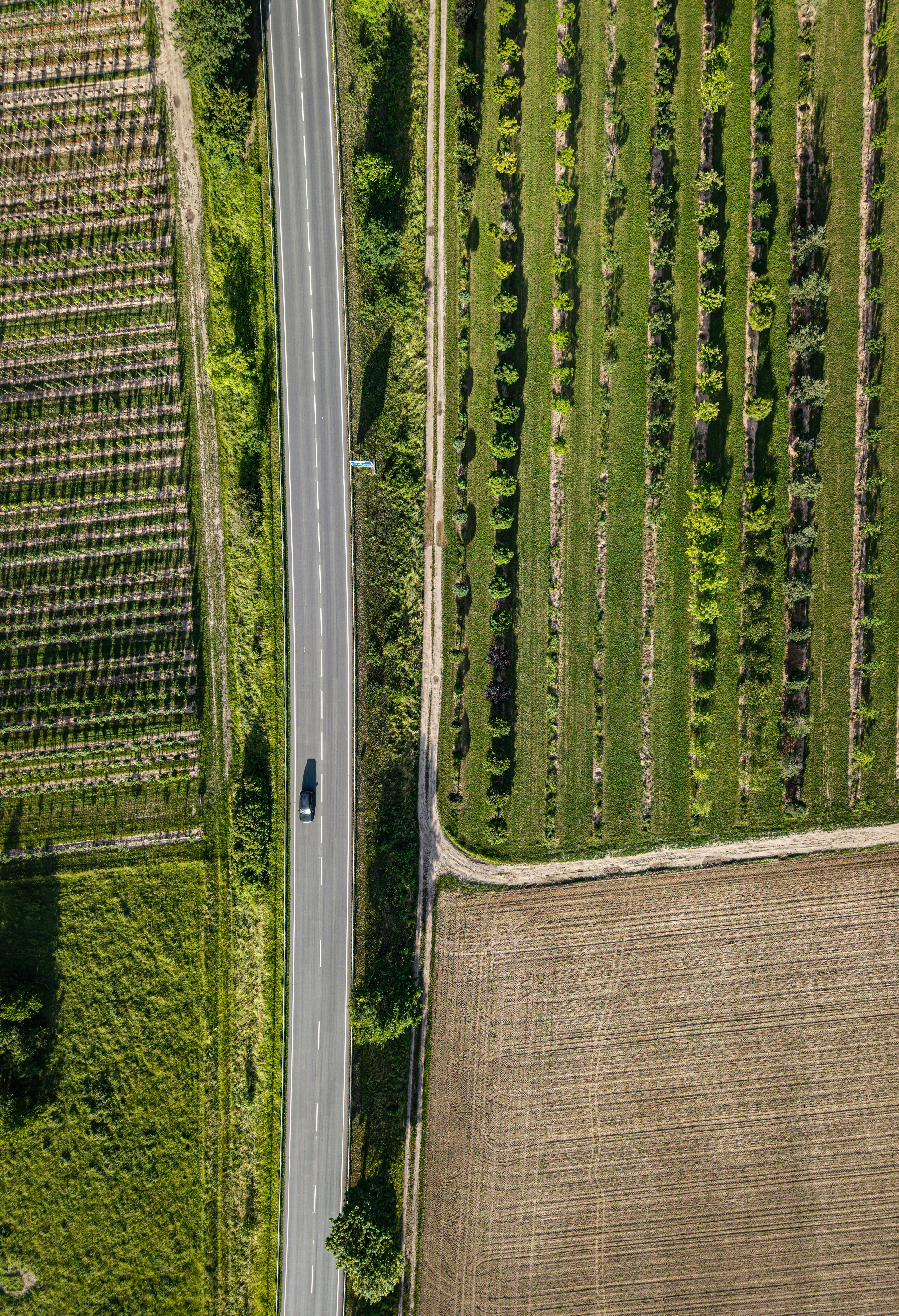 Midday Monochrome Lane: Aerial Roadcut Through Fields