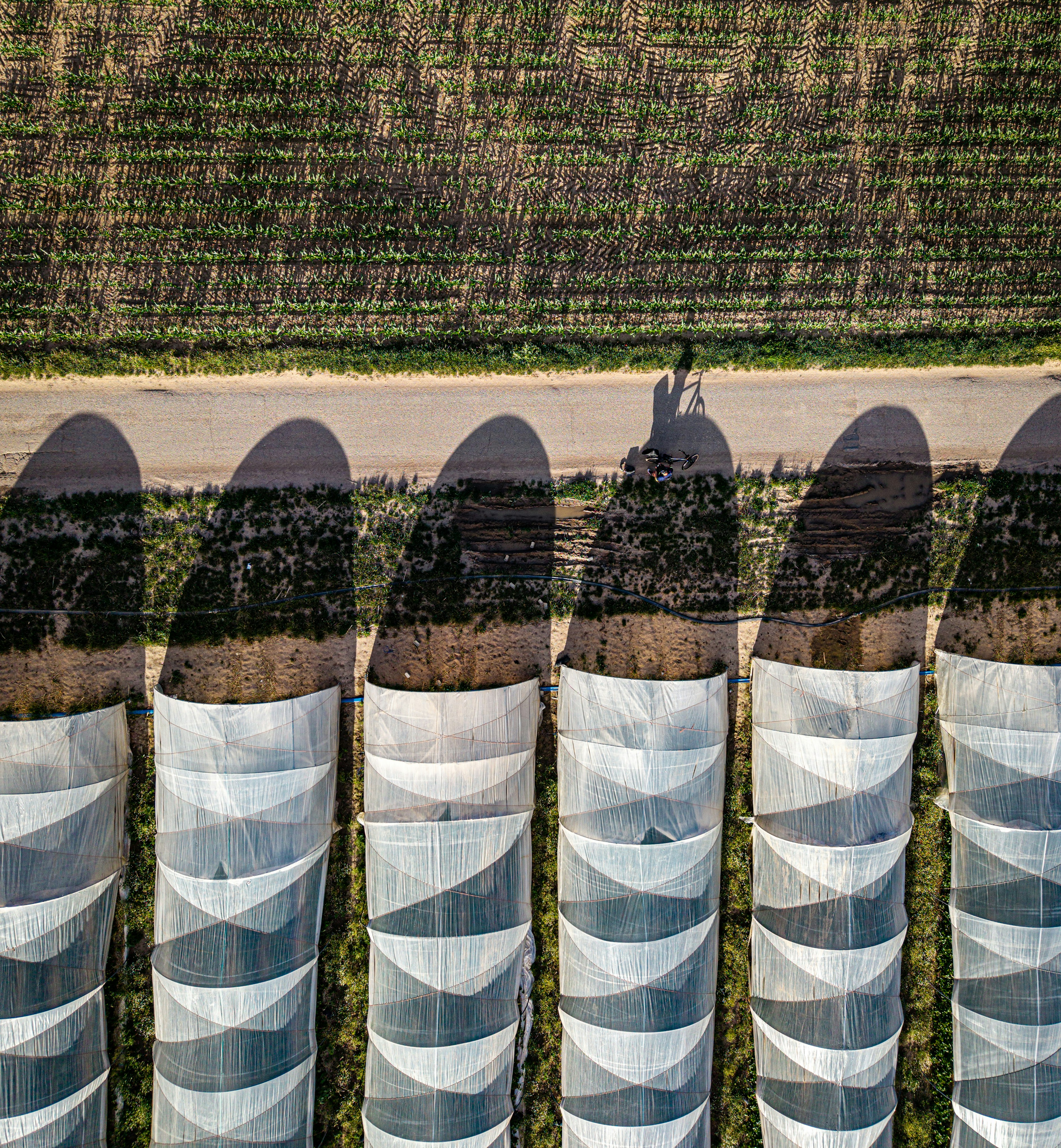 Farm with rows of covered crops and long shadows.