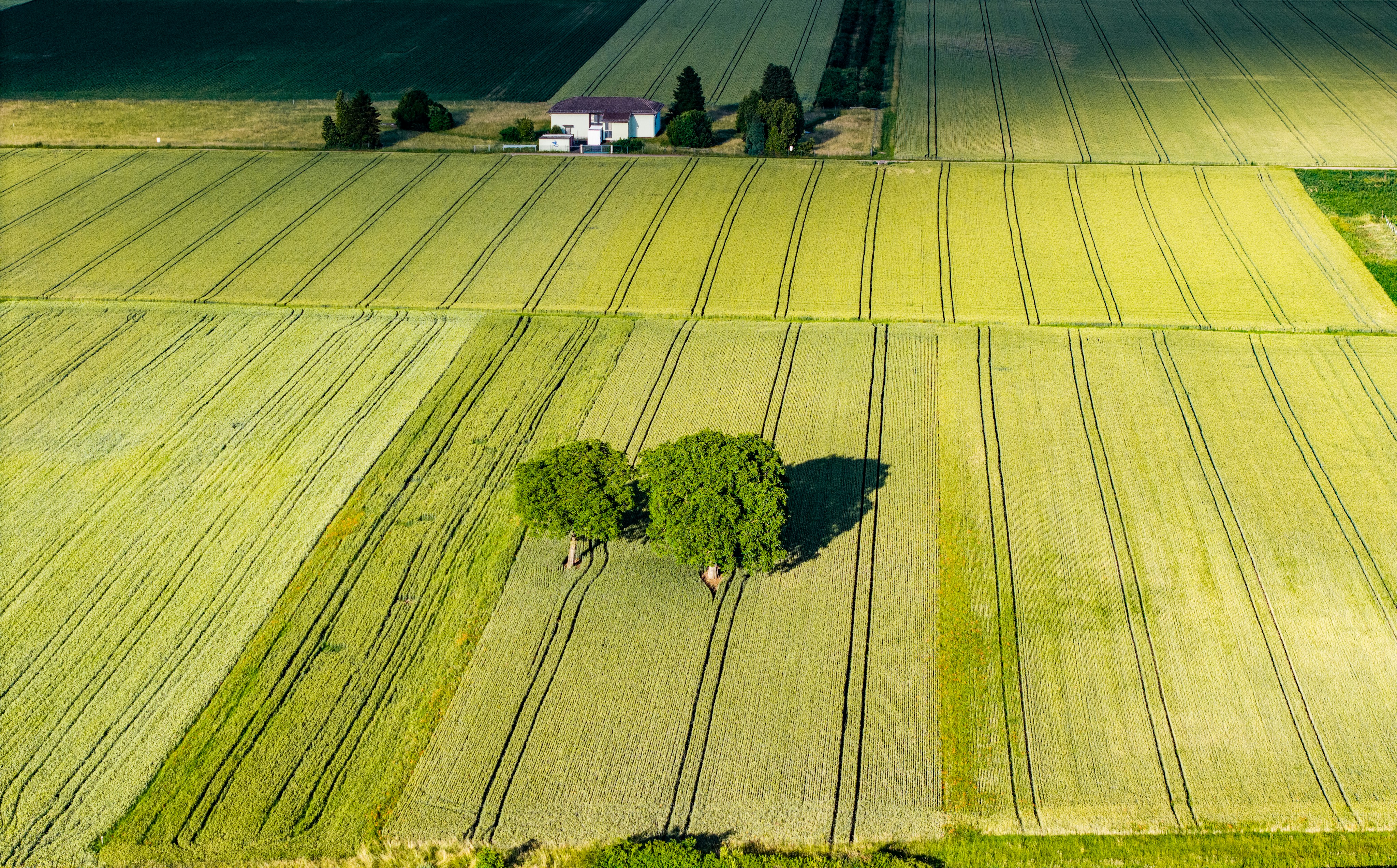 Green agricultural fields with isolated trees and a distant house.