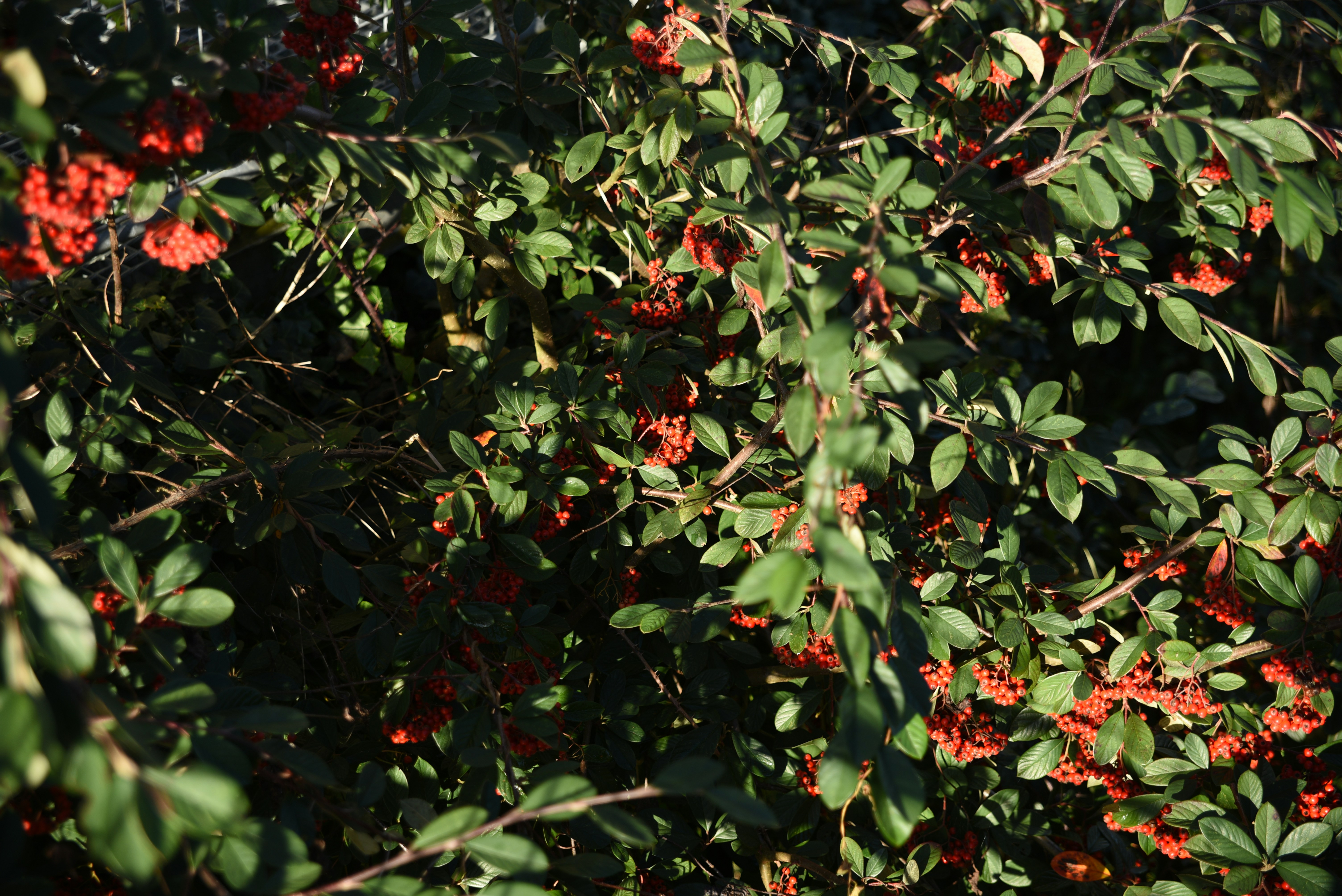Crimson Berries Among Dense Evergreen Foliage