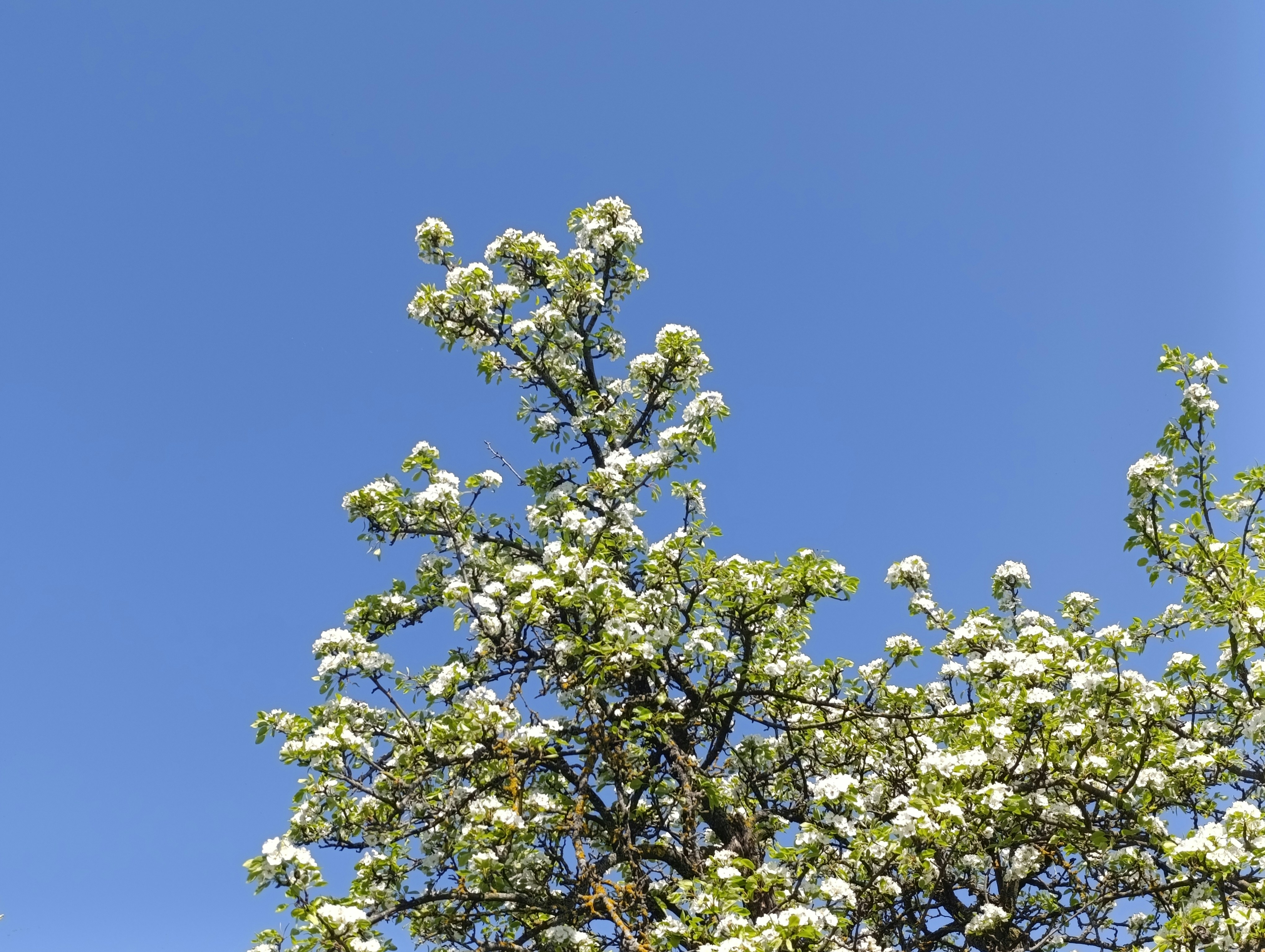 Blue Sky Above Blossoms: Tree Crown Reaching for Spring