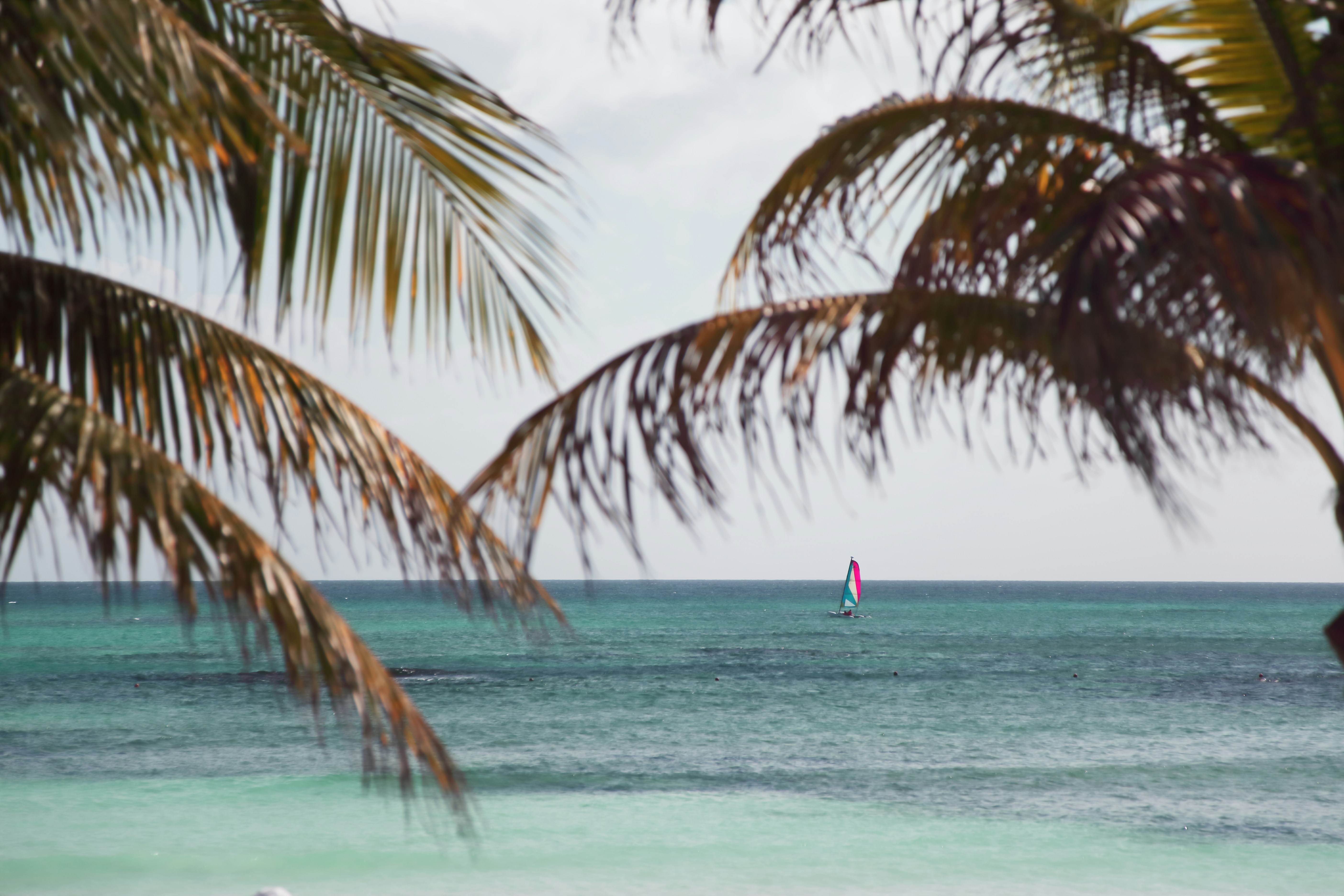 Teal Waters, Floating Dreams: A Palm-Framed Seascape