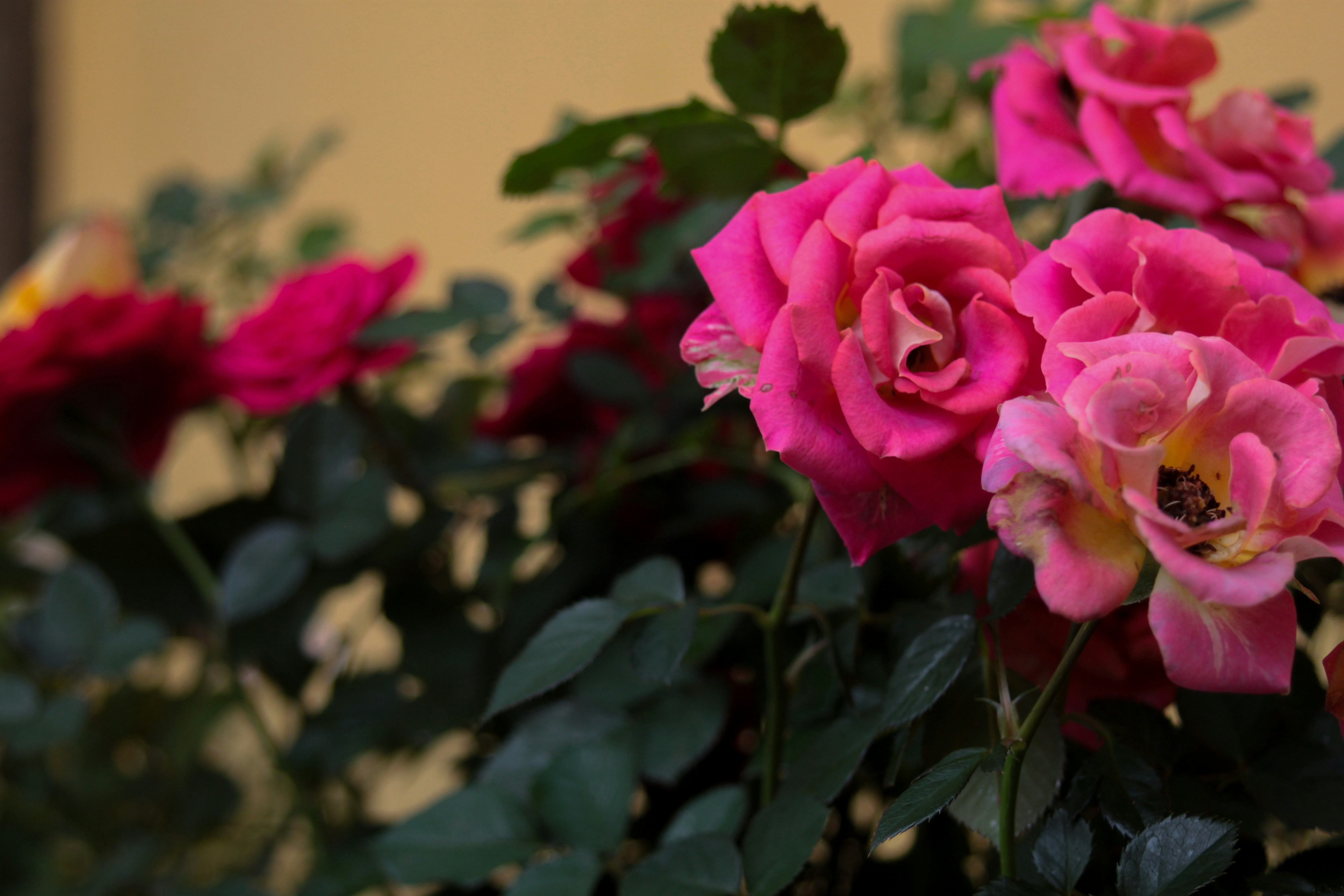 Rose Corner: A Burst of Pink in Soft Focus