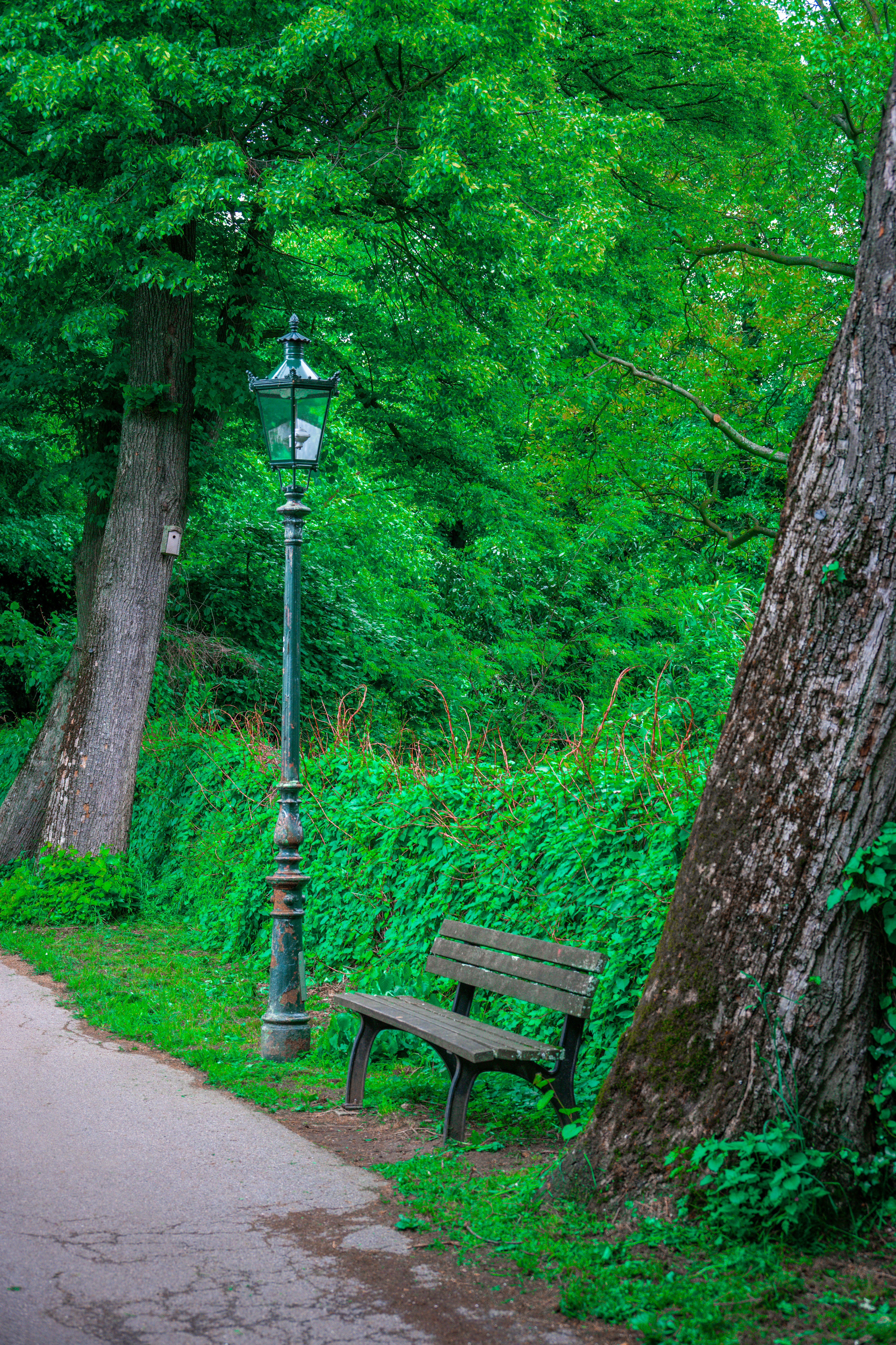 A Quiet Village Path: Lantern, Bench, and Verdant Stillness