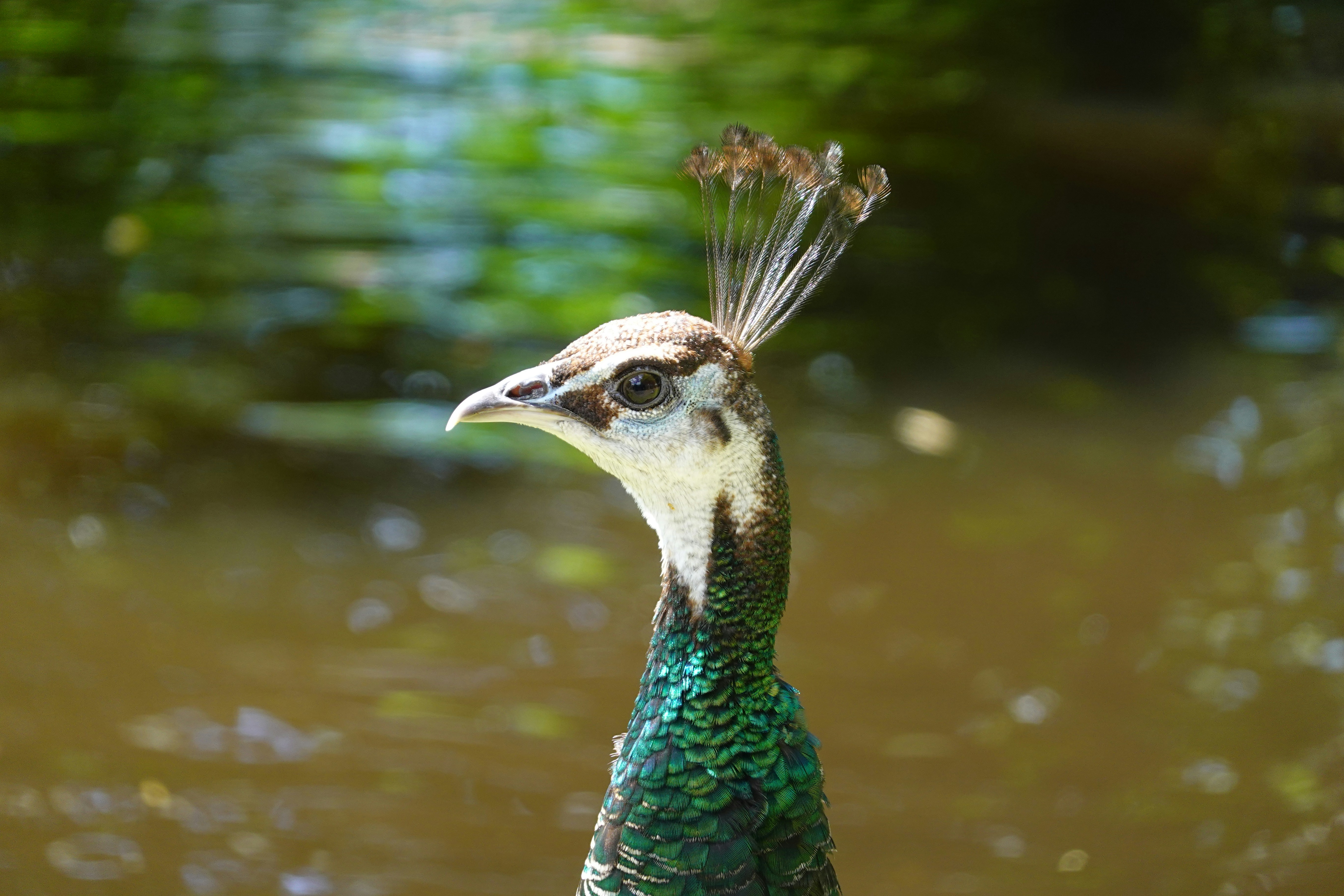 Crowned in Focus: Portrait of a Green-Crowned Bird by a Quiet Pond