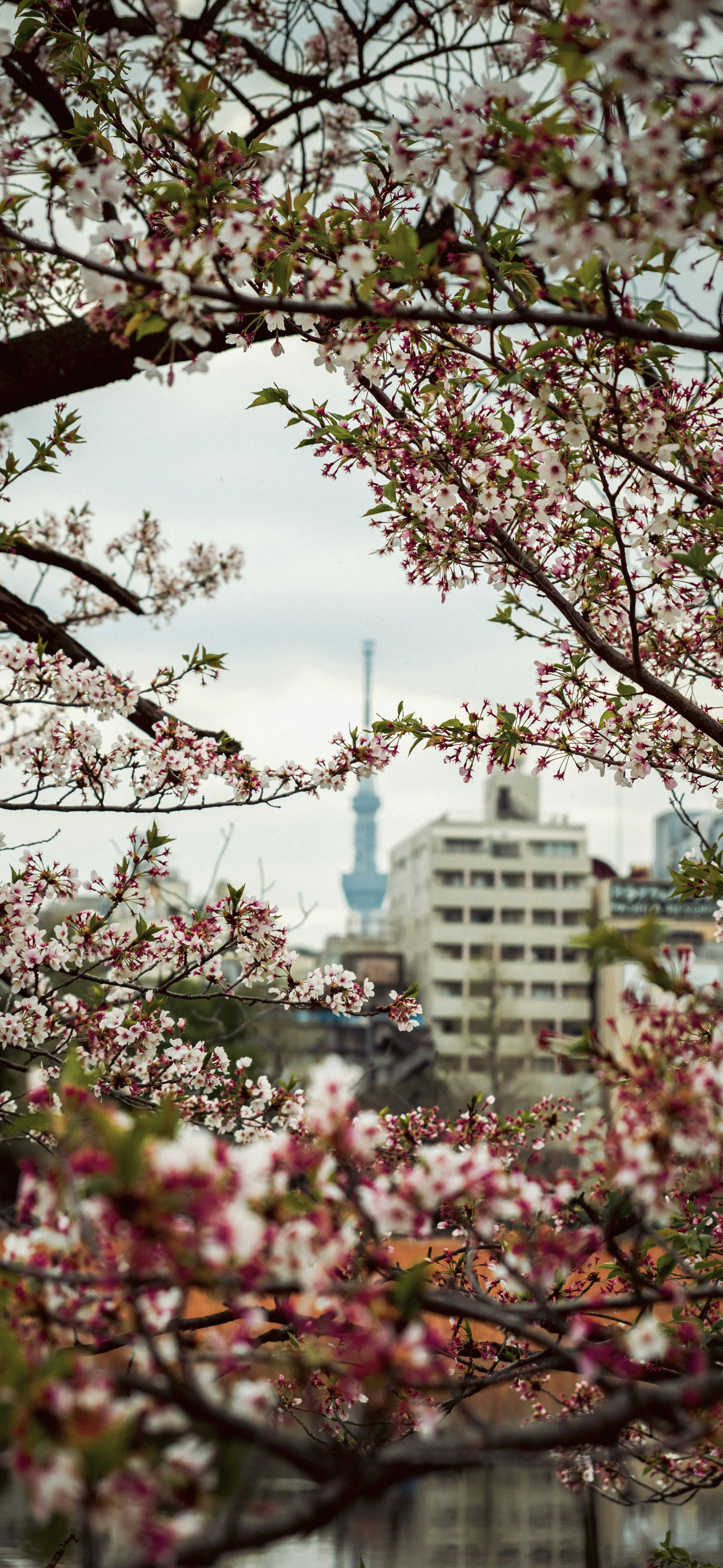 Blossoms Framing a City Skyline