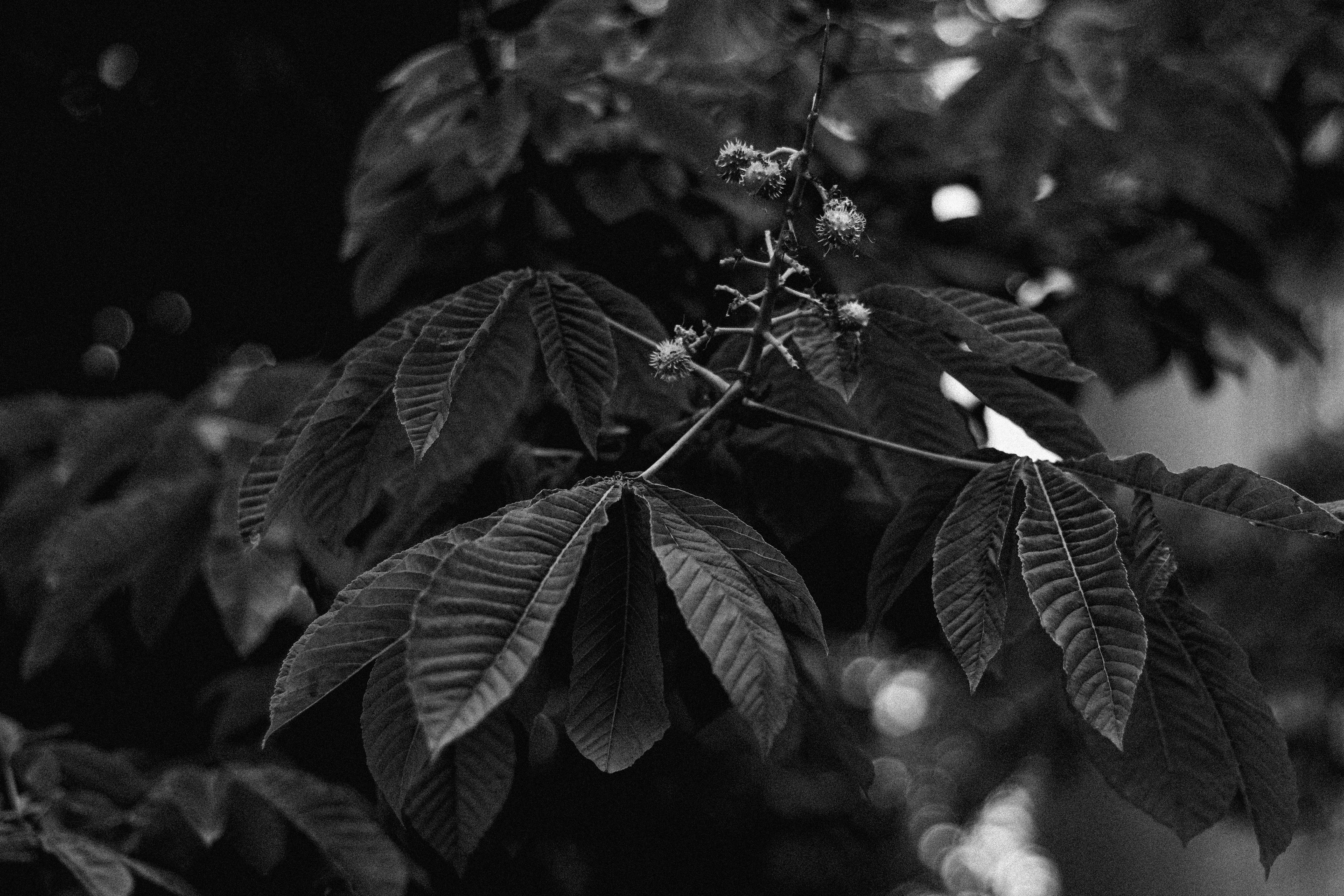 Monochrome Branches: Quiet Texture Amid Dark Foliage