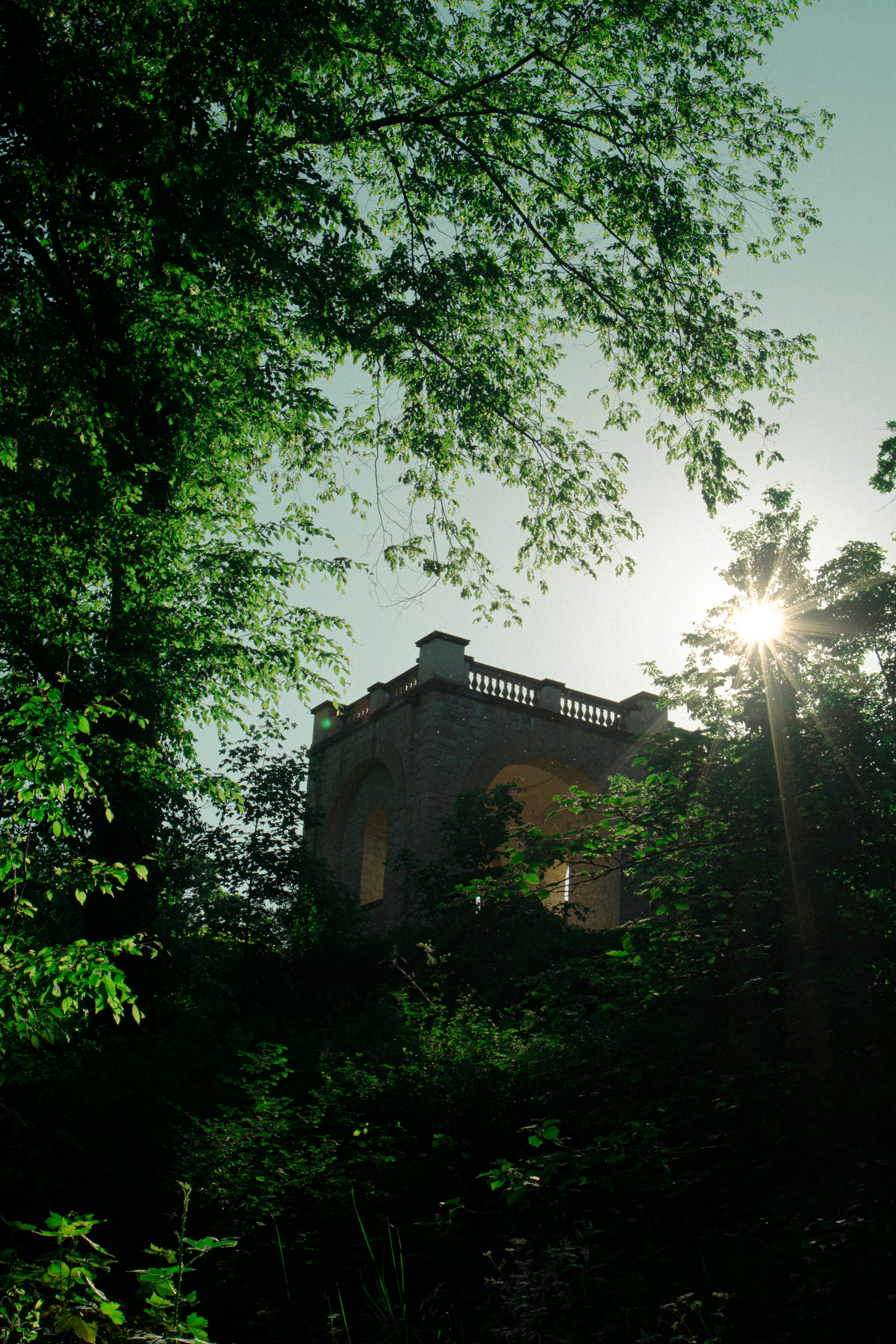 Sunlit Archway Amid Towering Leaves