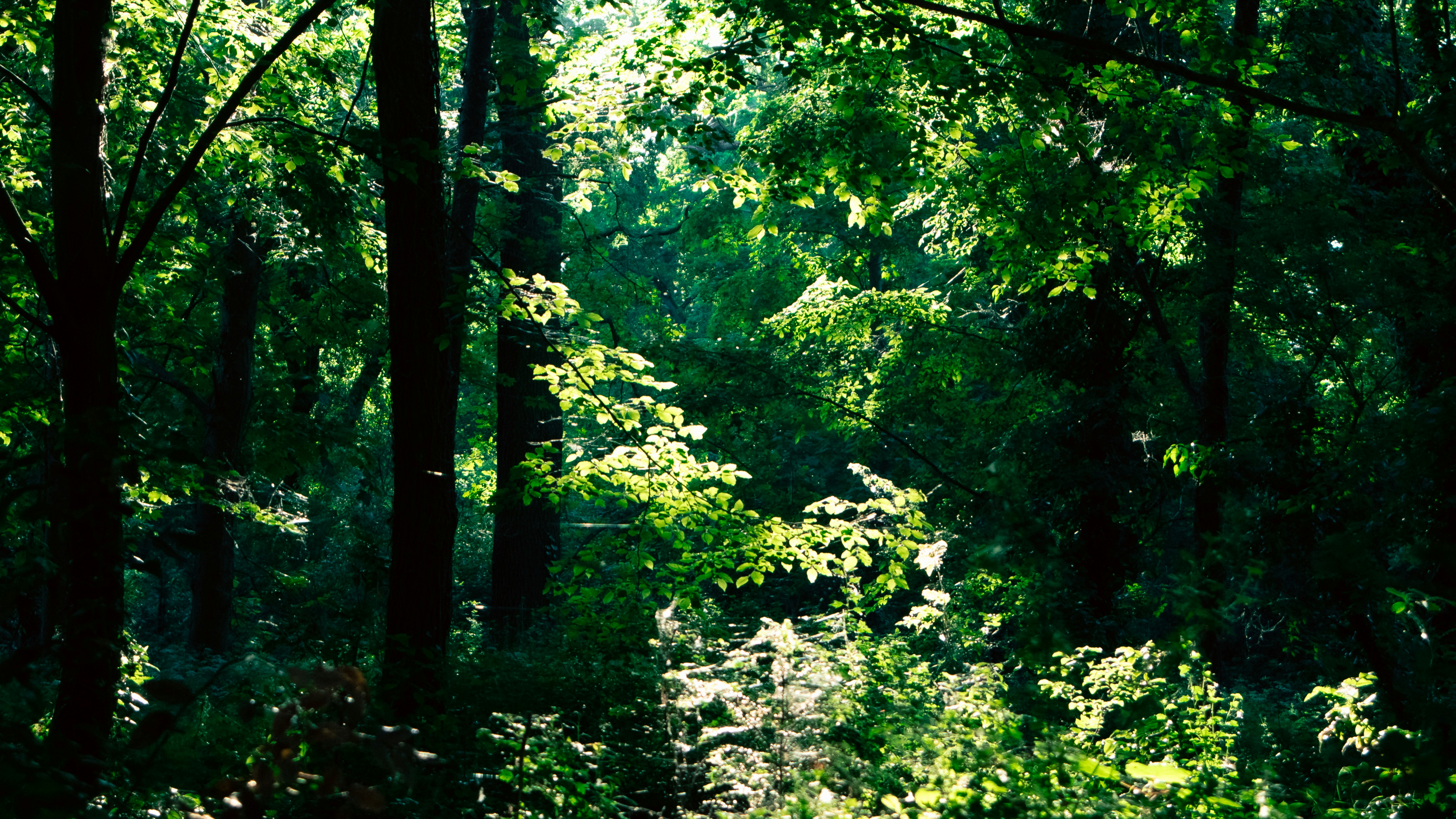 Emerald Canopy: Sunlit Ferns Surrounded by Shadowed Trunks