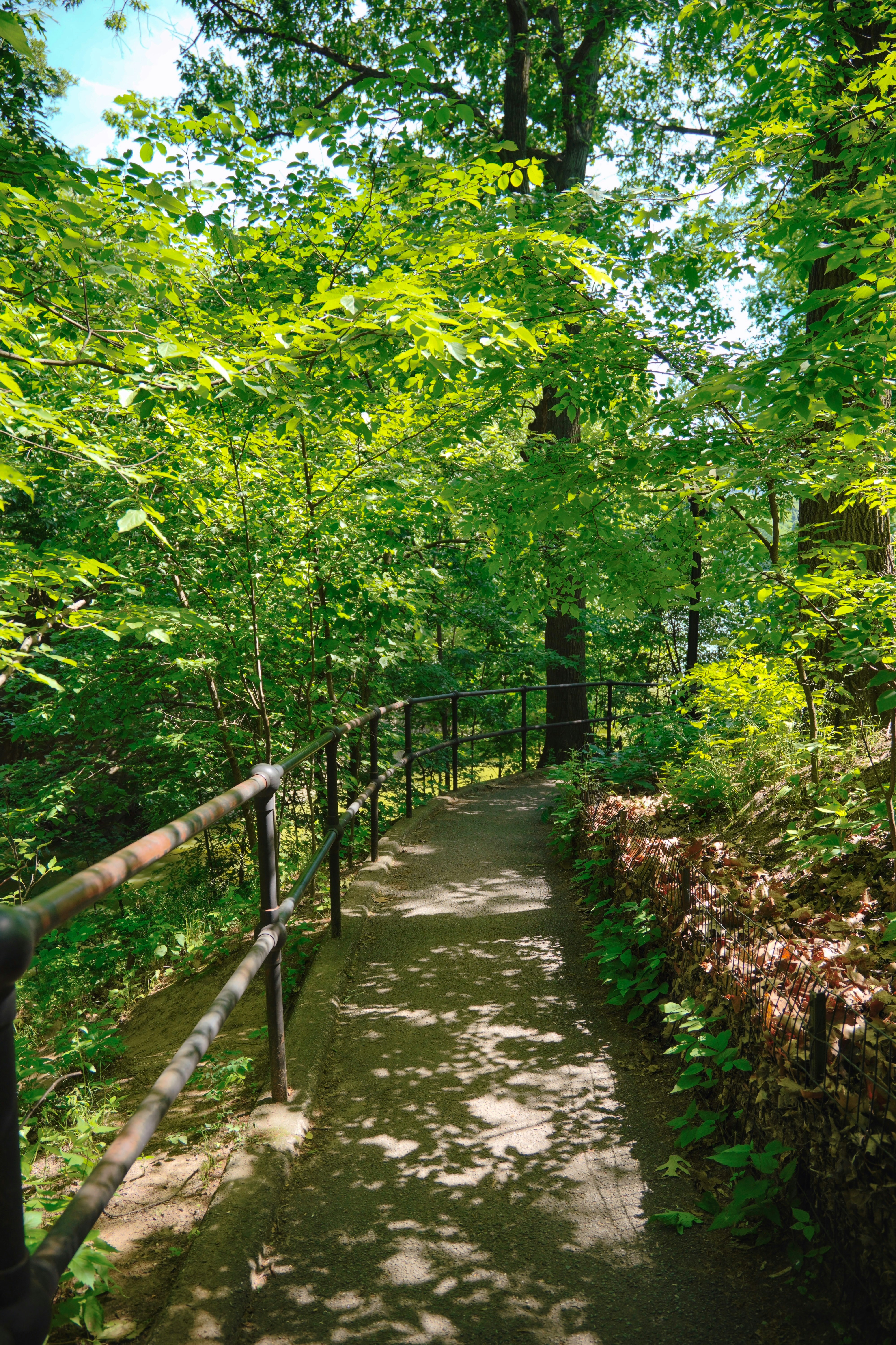 Sunlit Forest Path: A Quiet Descent Through Green Canopy