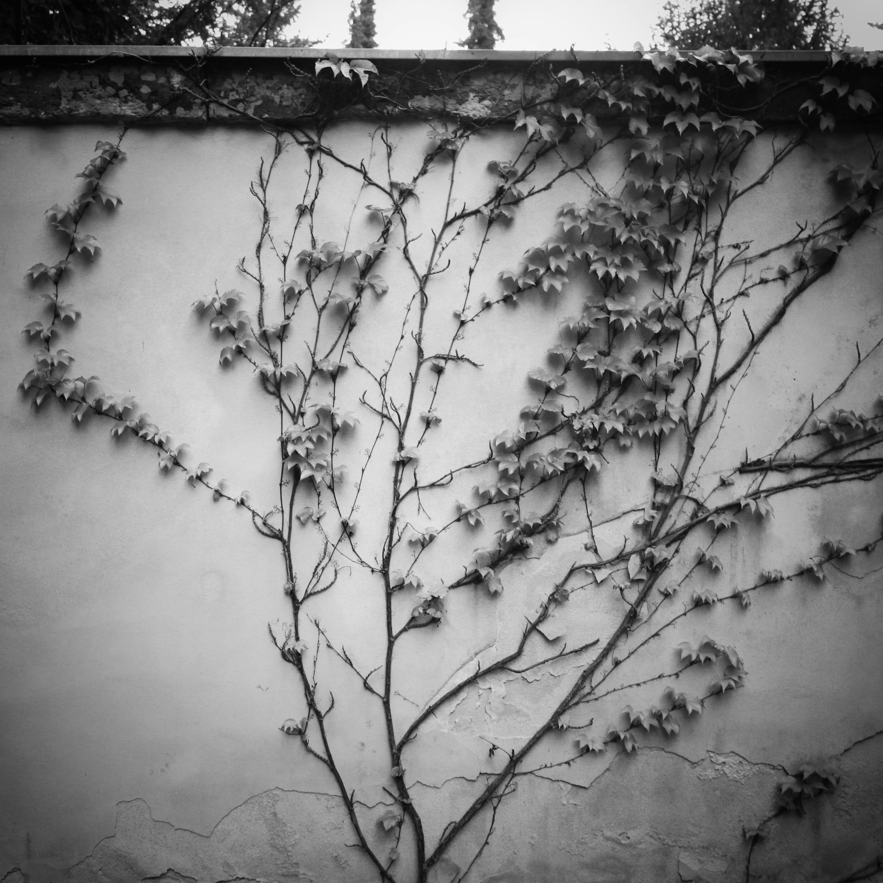Ivy Lattice on the Quiet Wall