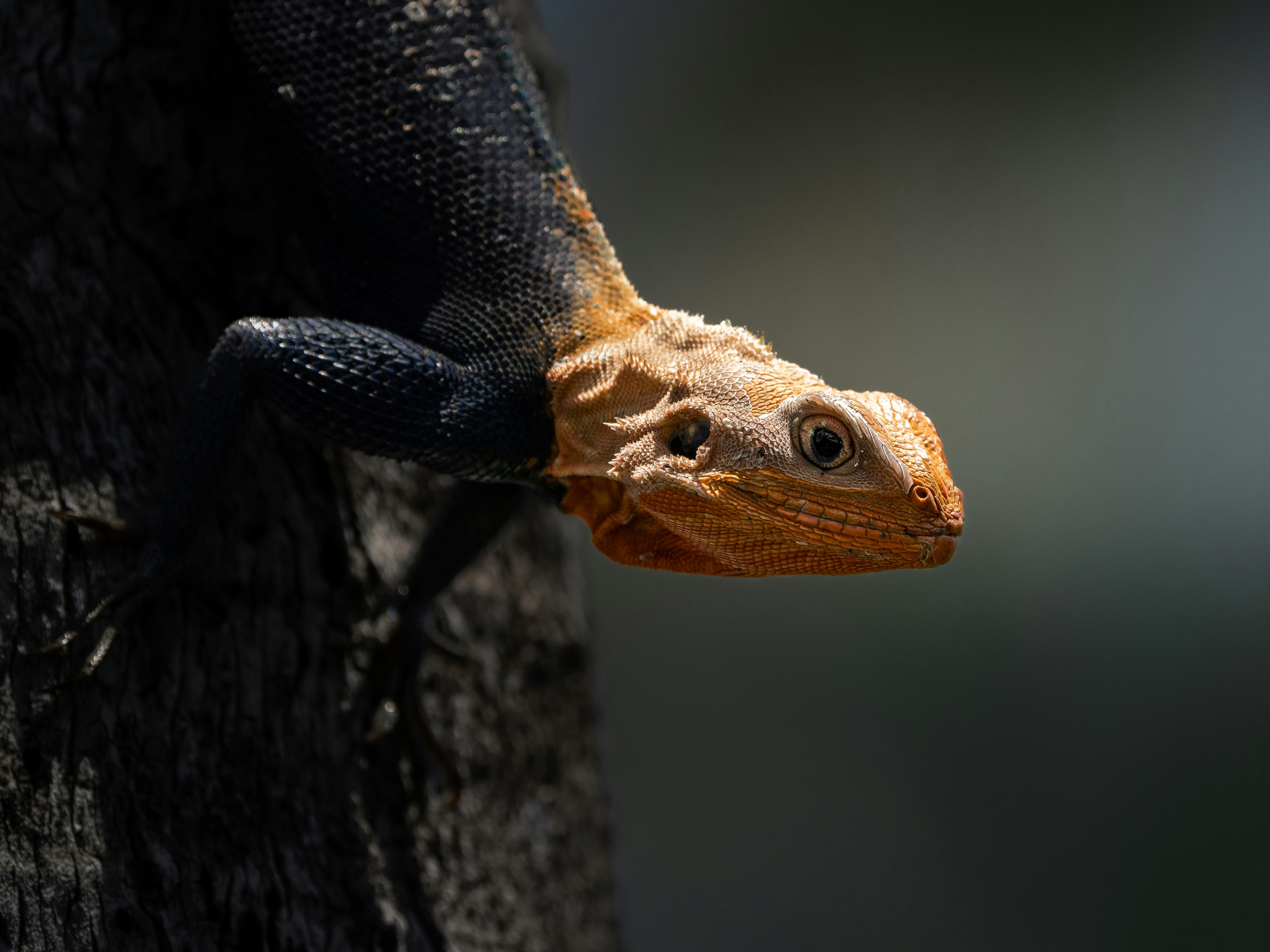 Orange-lipped lizard peering from the shaded bark