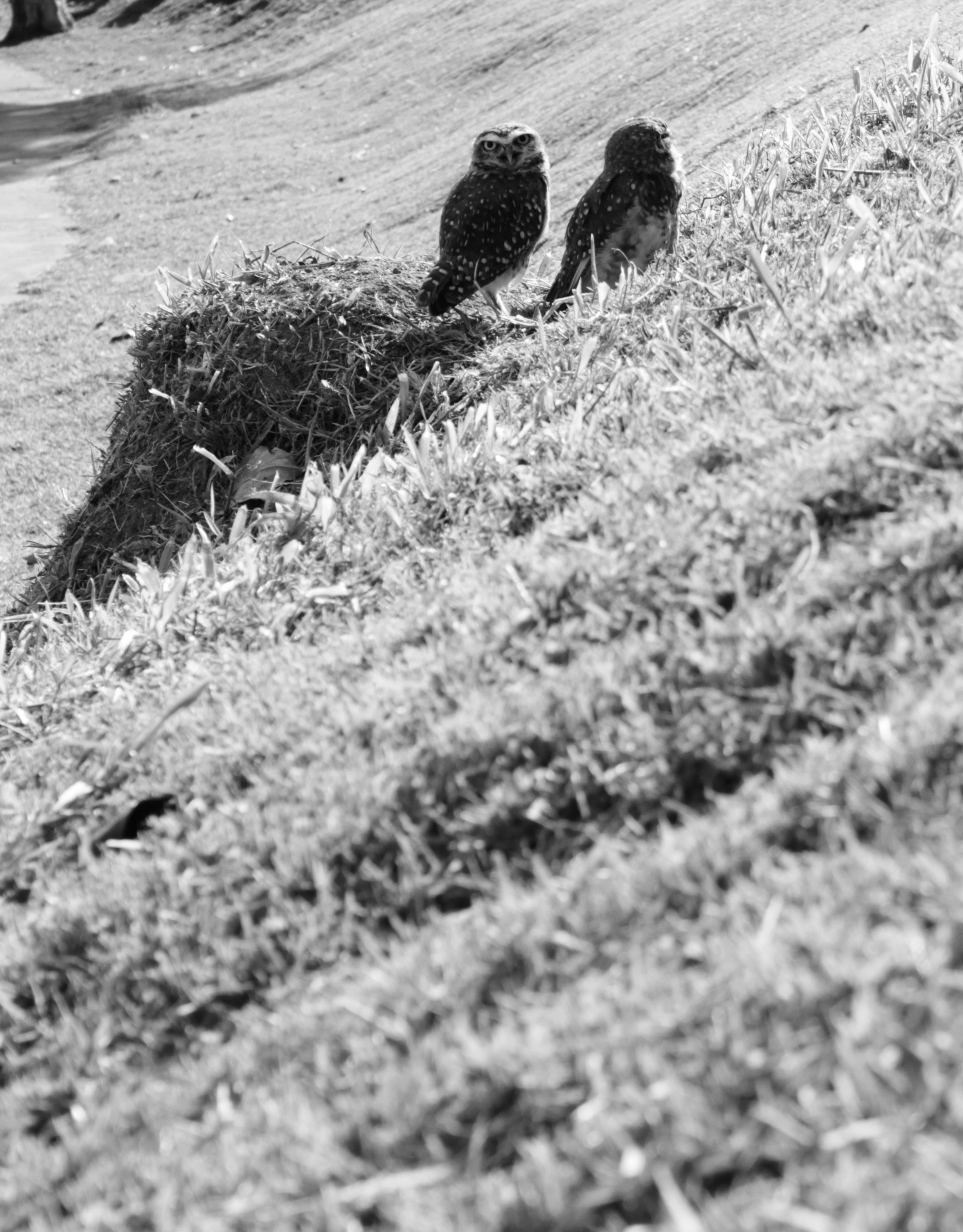 Two Owls Perched on a Winding Slope
