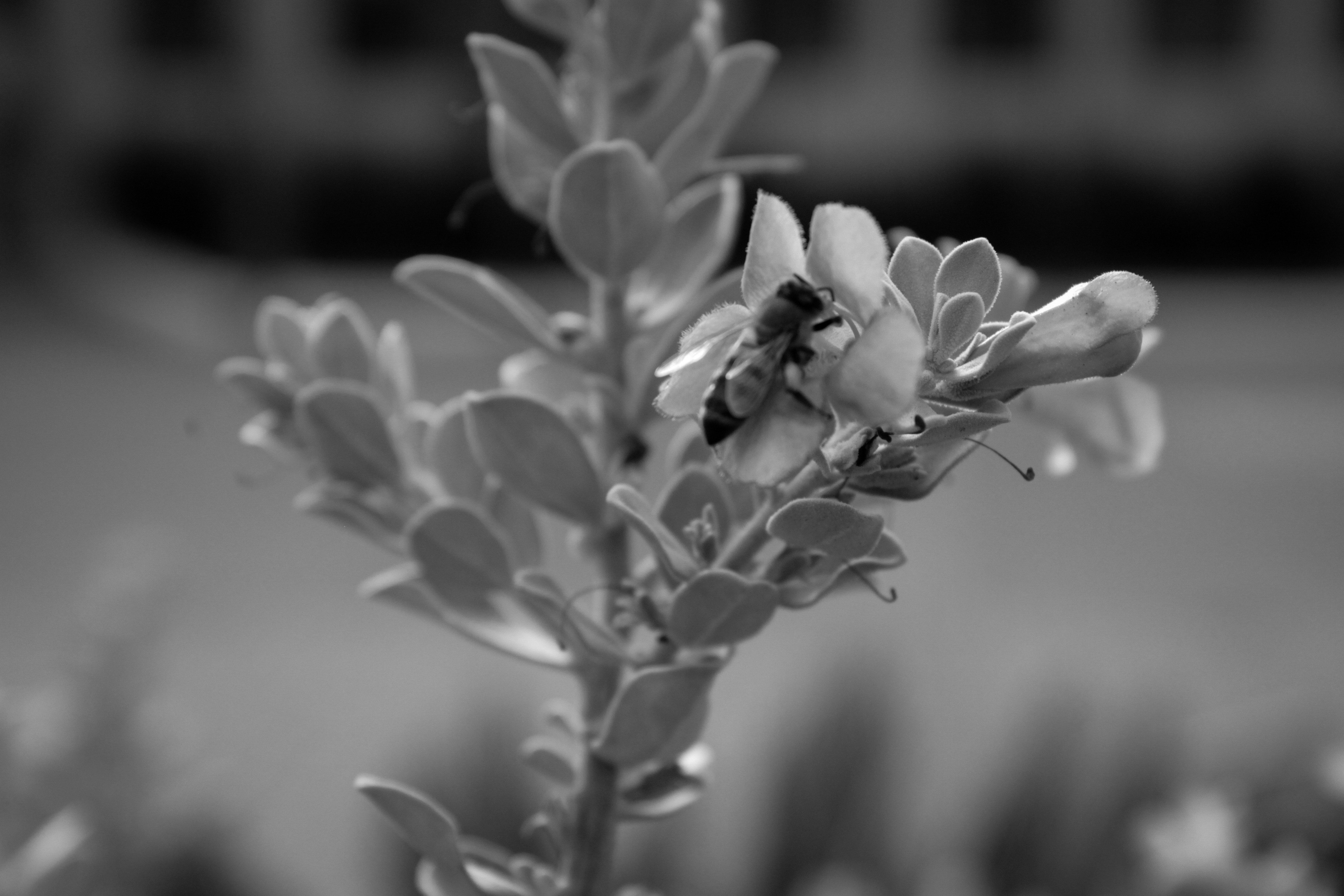 Bee and Bud: A Quiet Moment on a Foliage Spike