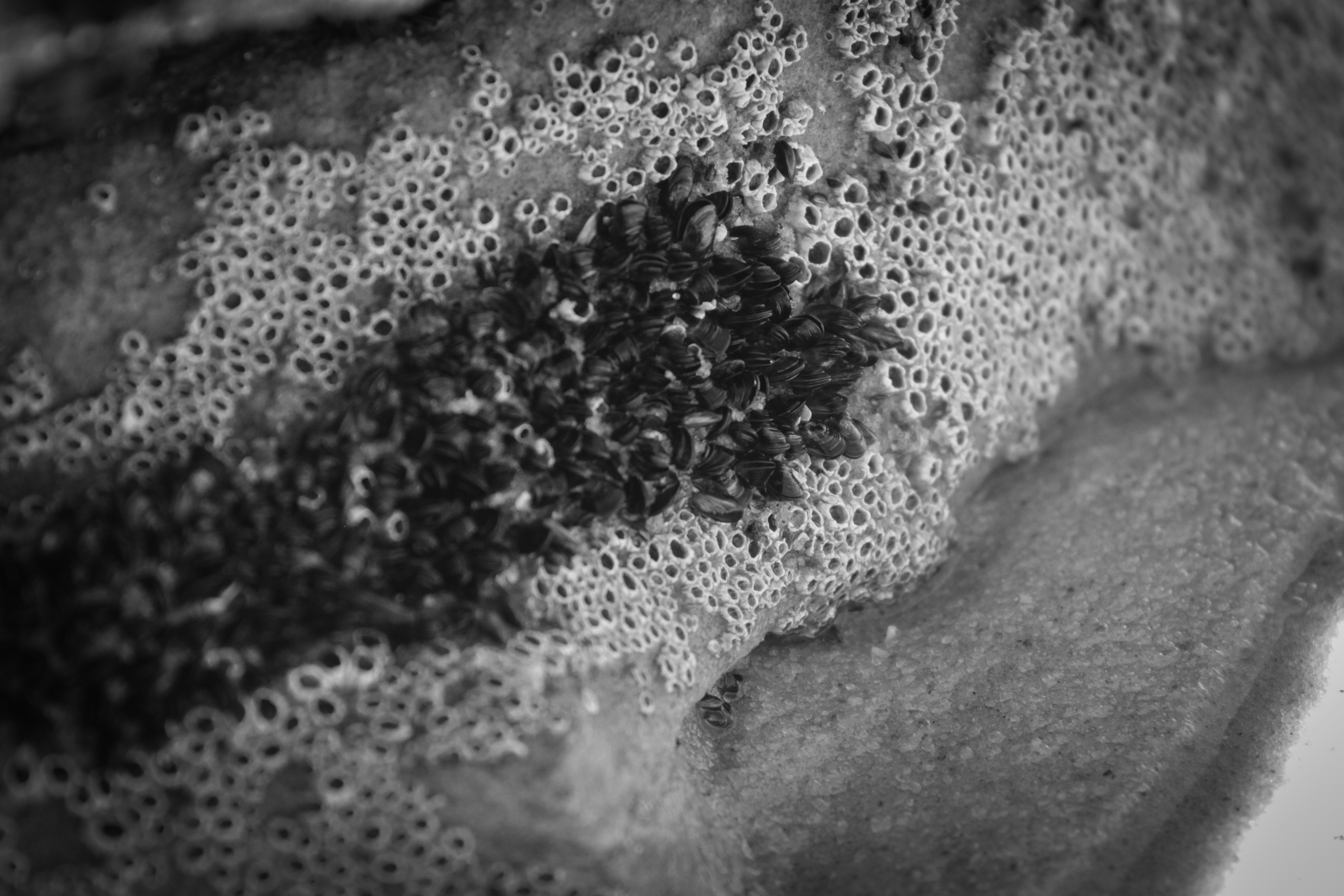 Foamy Tide on a Dark Shore