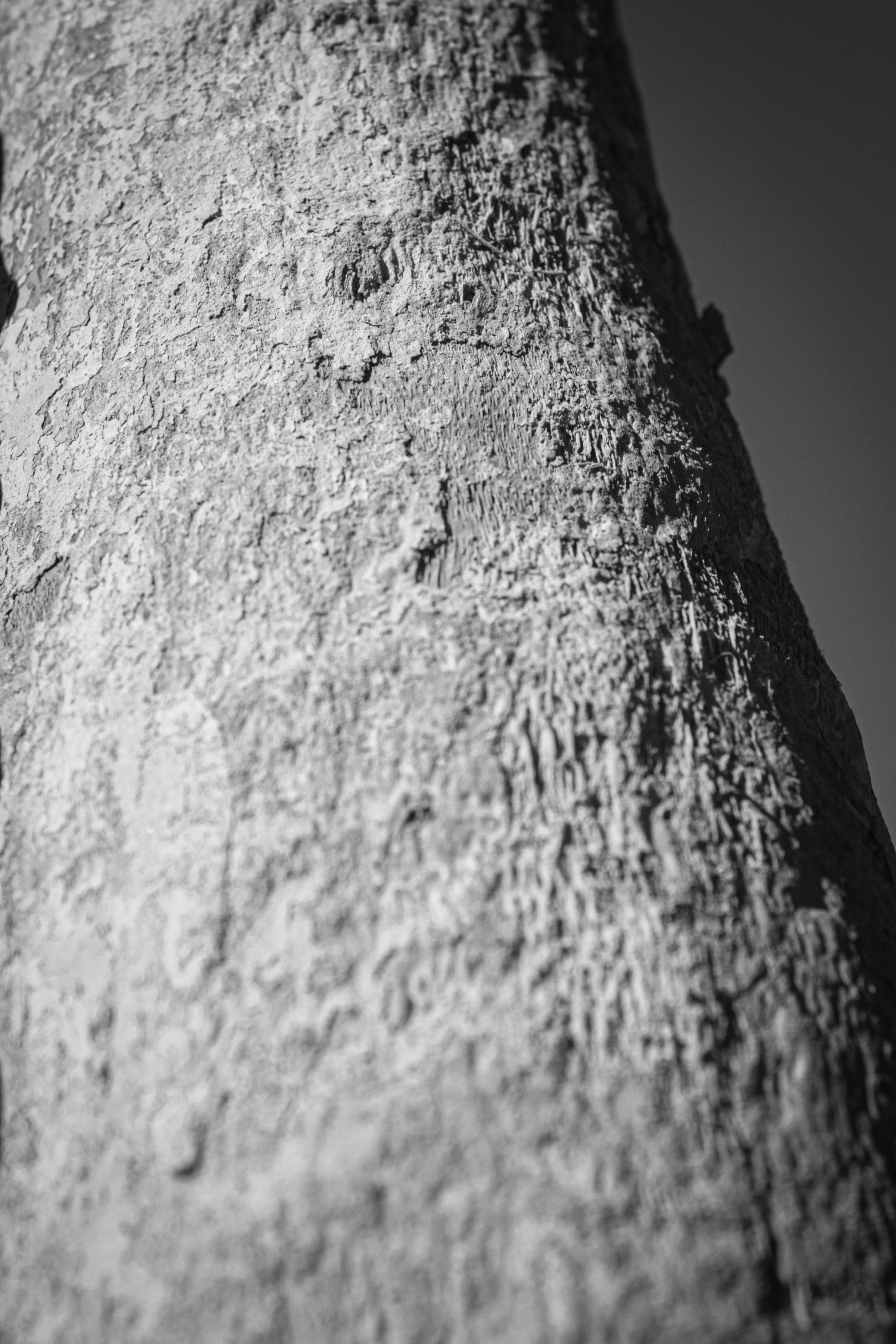Rugged Bark in Monochrome: A Vertical Climb of Texture