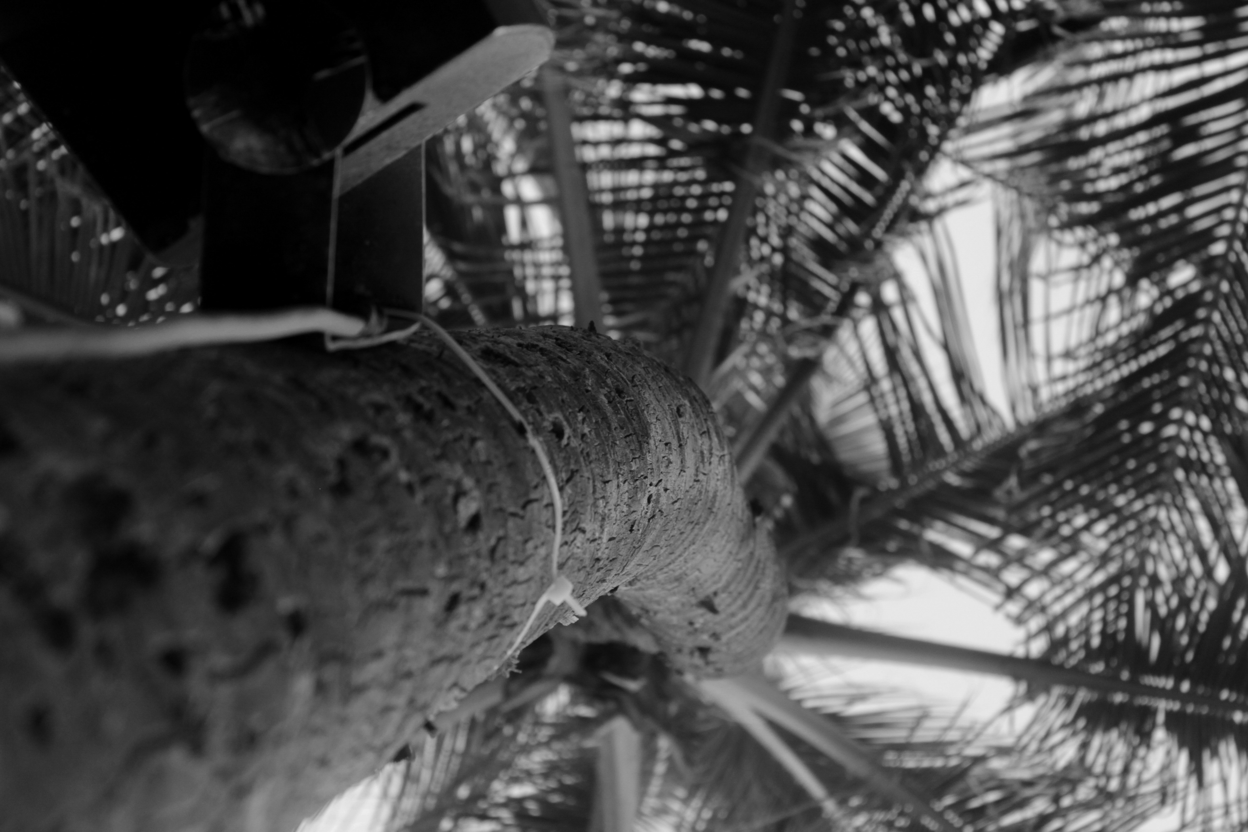 Palm Trunk Ascent: A Tall Perspective into Fronds