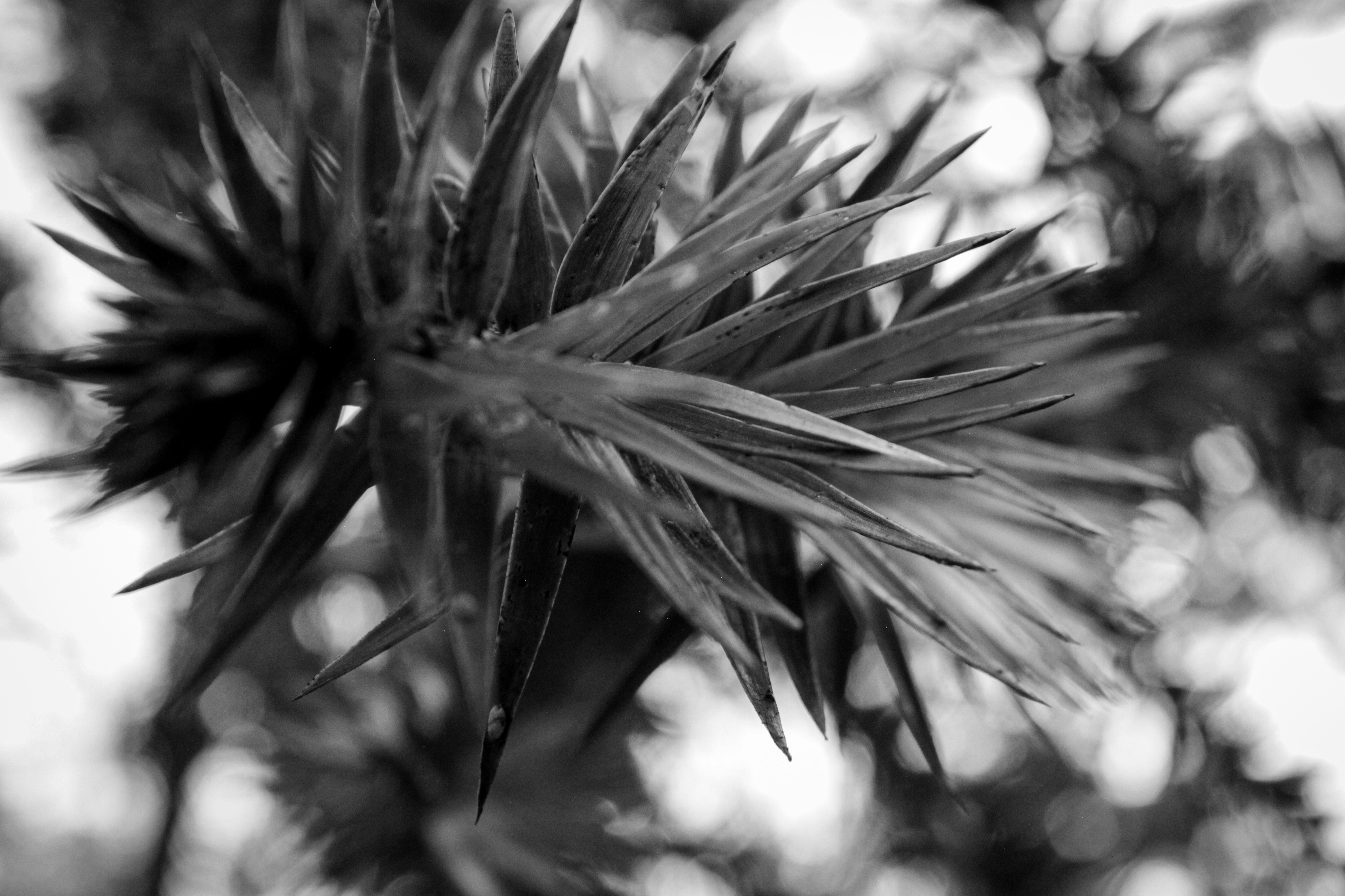 Spiky Night Bloom: A Close-Up in Monochrome