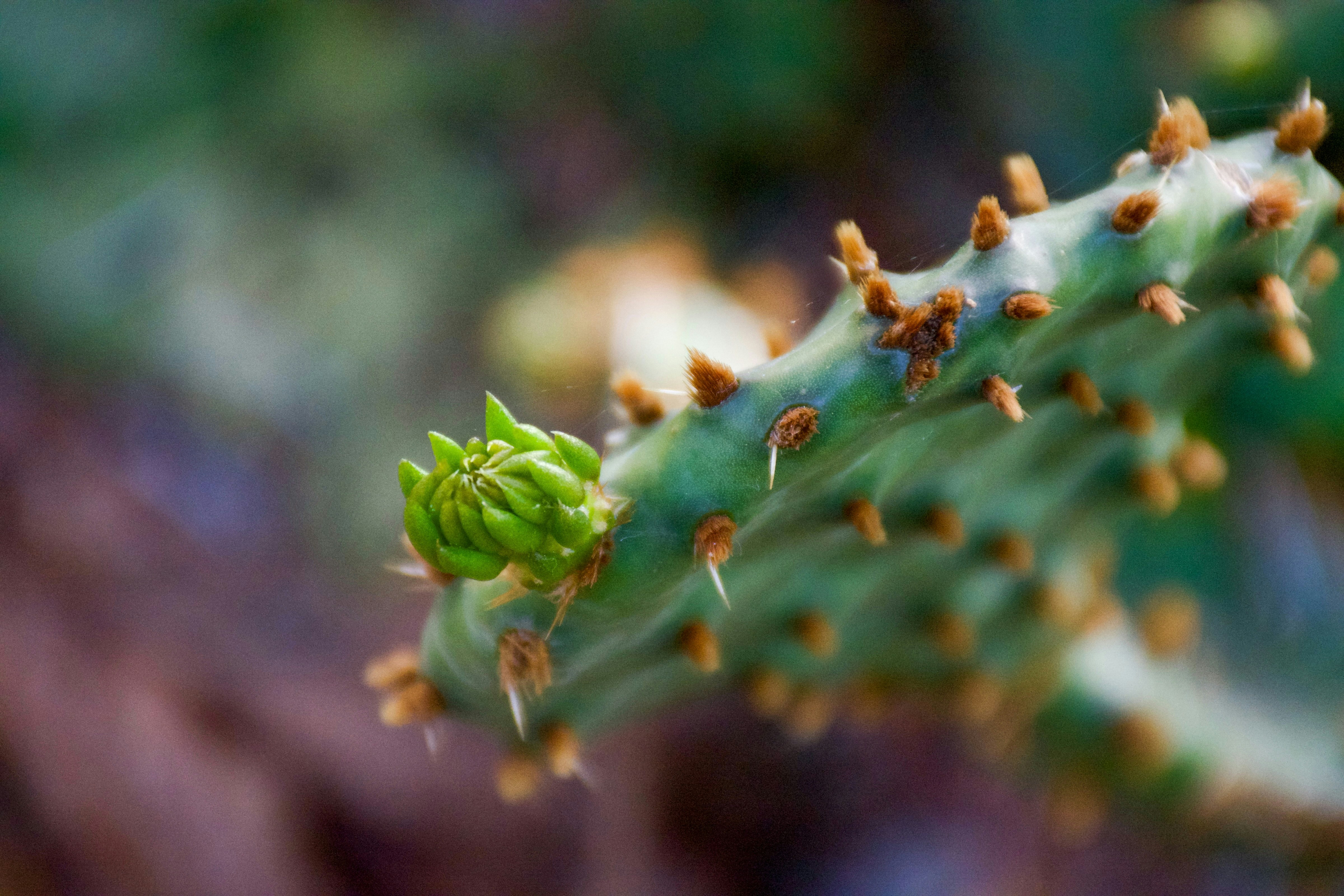 Emerald Bud in the Thorns: A Fresh Burst on Prickly Gerocactus