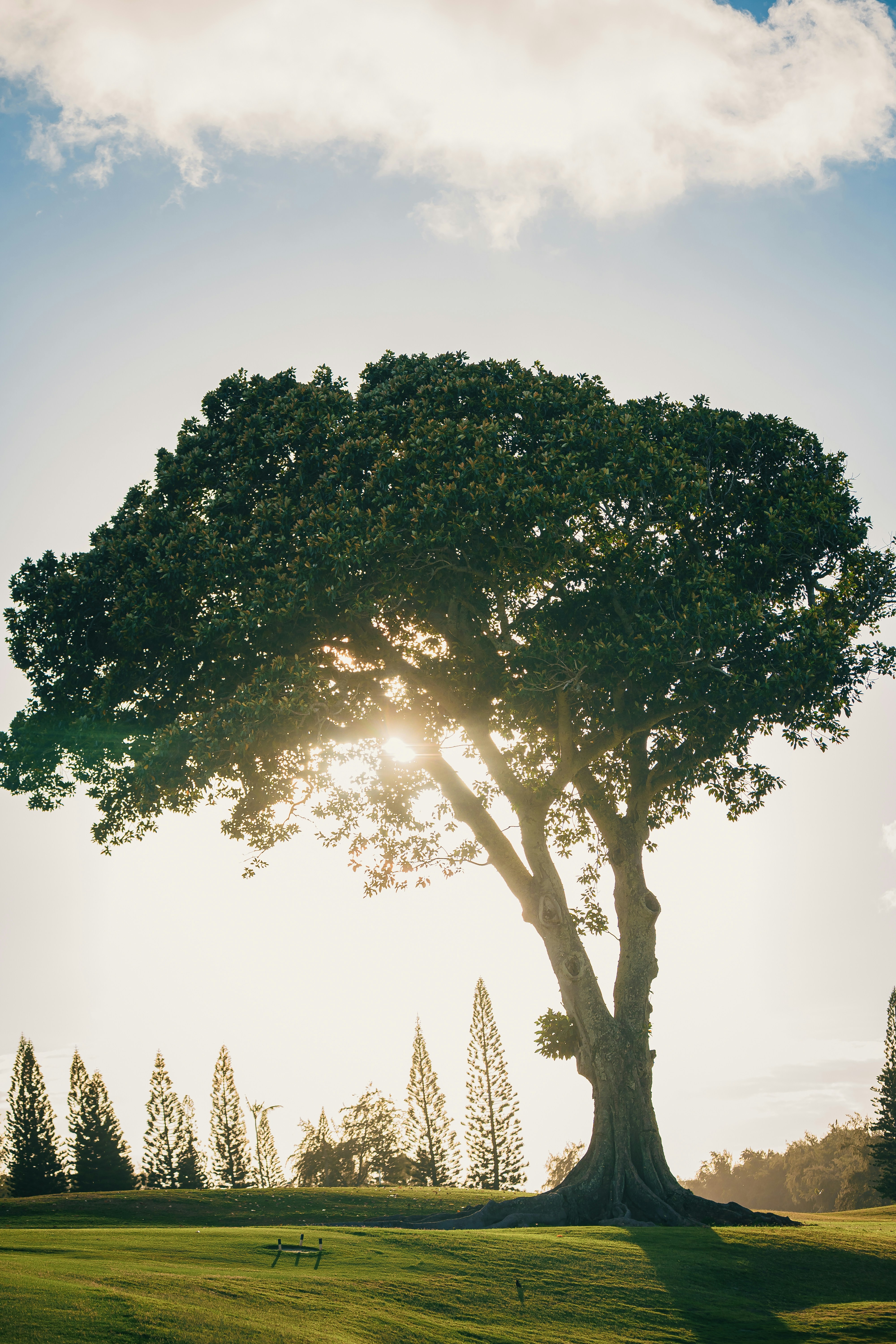 Sunlit Giant: The Quiet Majesty of a Lone Tree