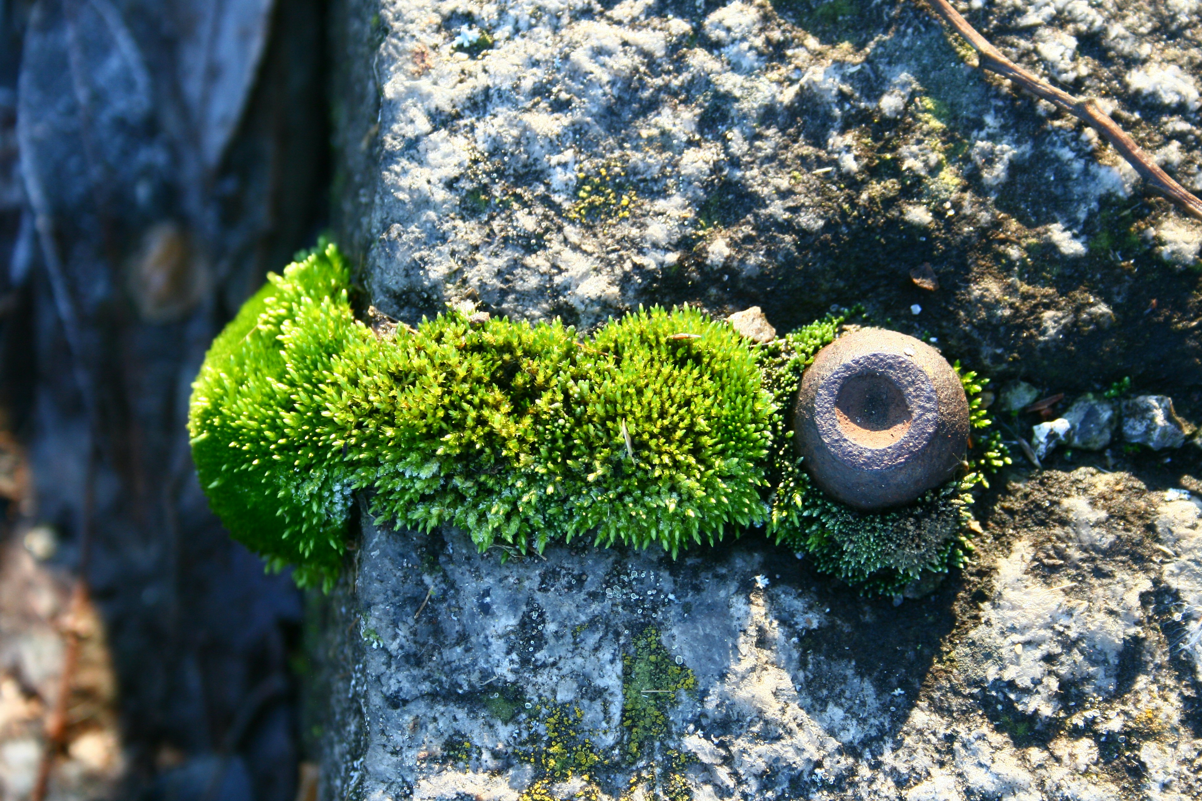 Lichen Highway: Mossy Ring on Stone