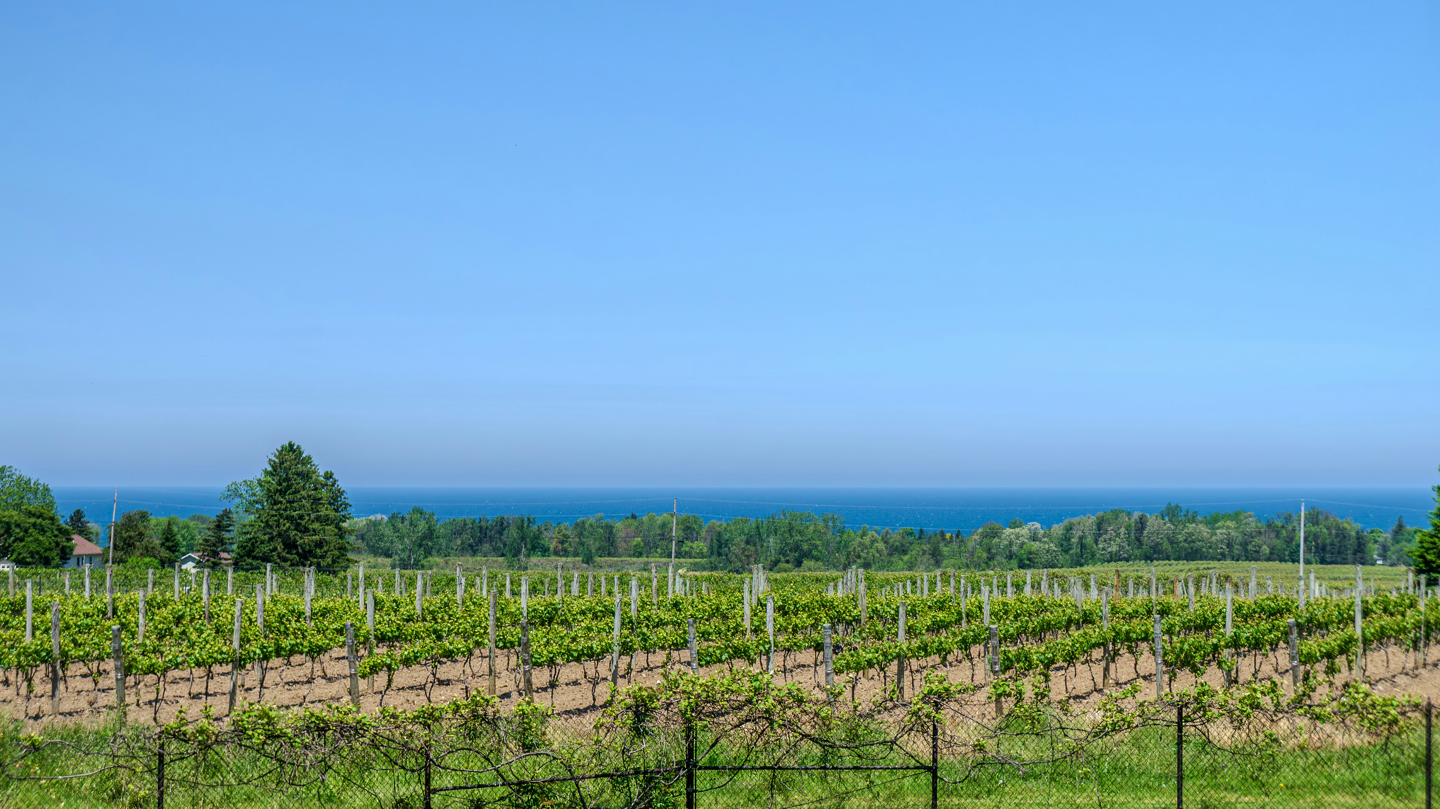 Vineyard Rows Meet the Quiet Blue Horizon